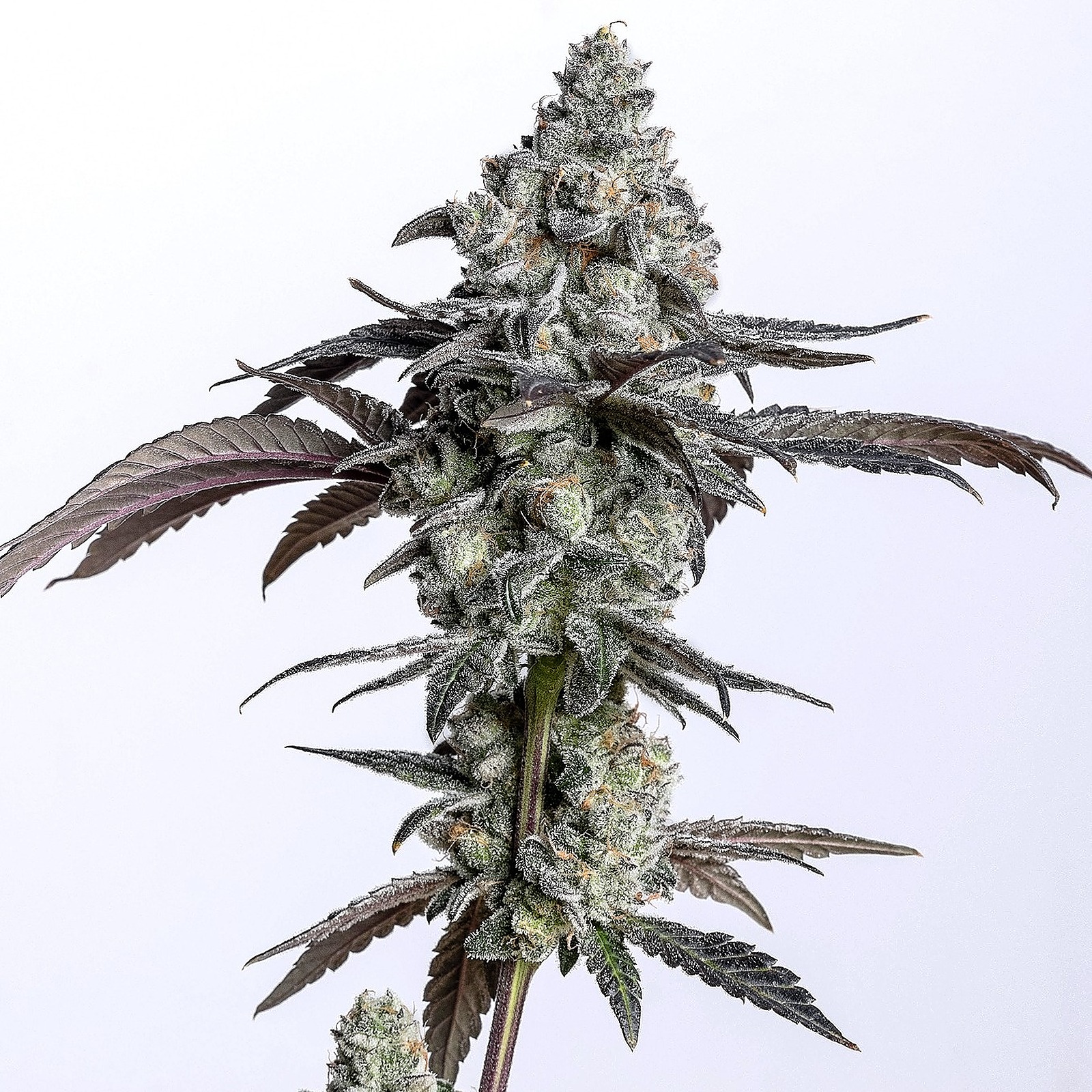 Elev8 Seeds: Cherry Cake (Hybrid) | Leafly