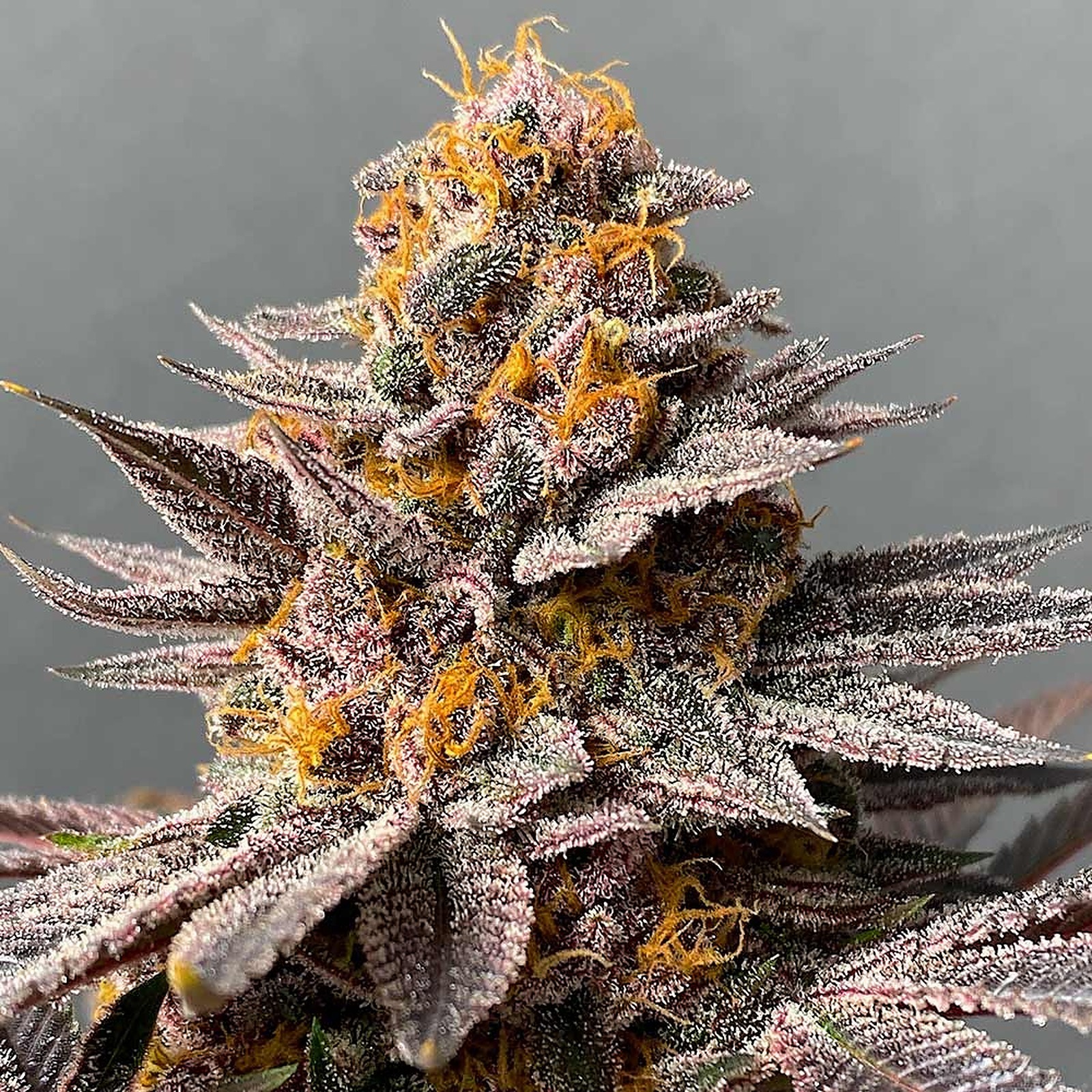Premium Seed Market: Slapz (feminized) | Leafly