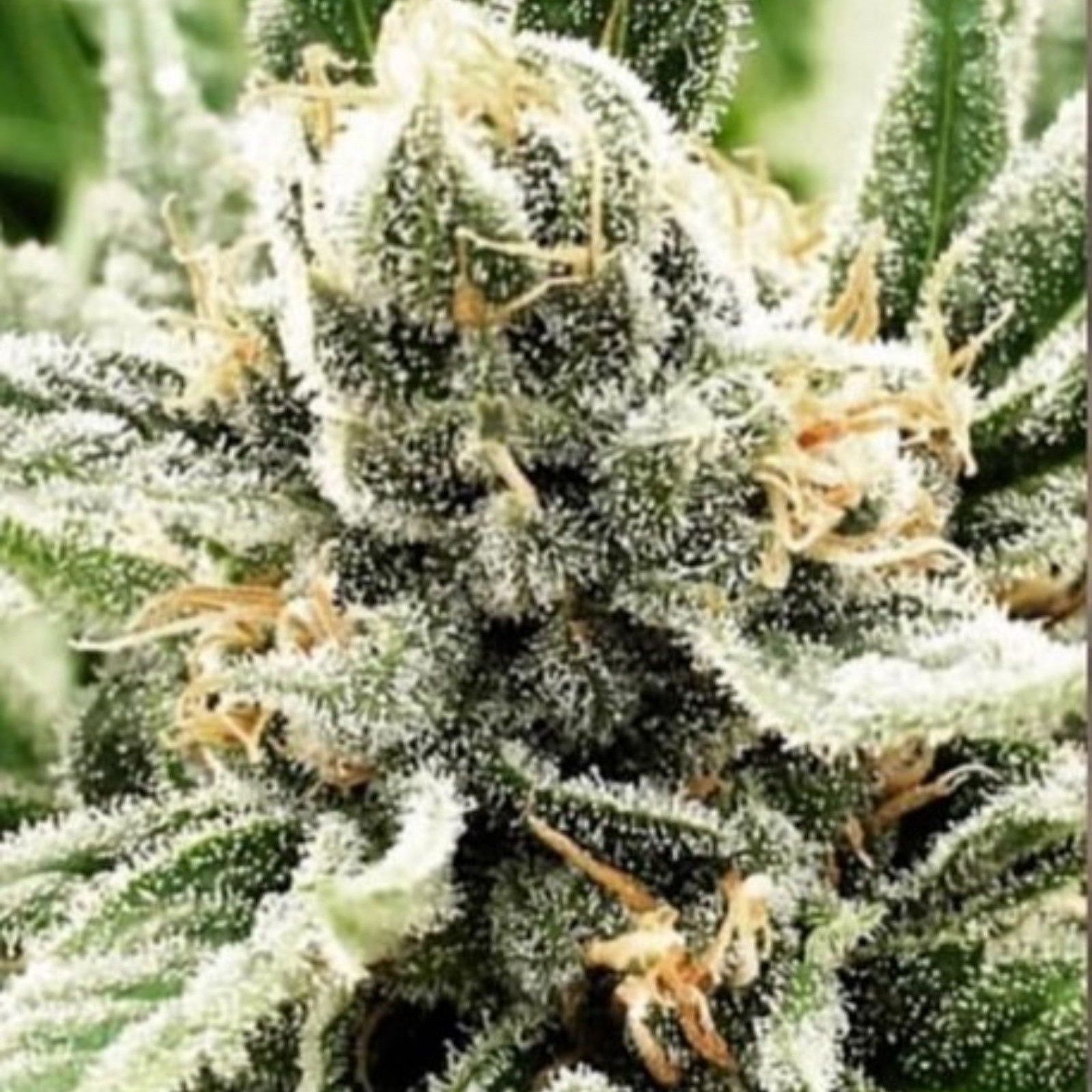 The Botanical Joint: Cherry Chocolate Chip CBD Hemp Seeds Feminized ...
