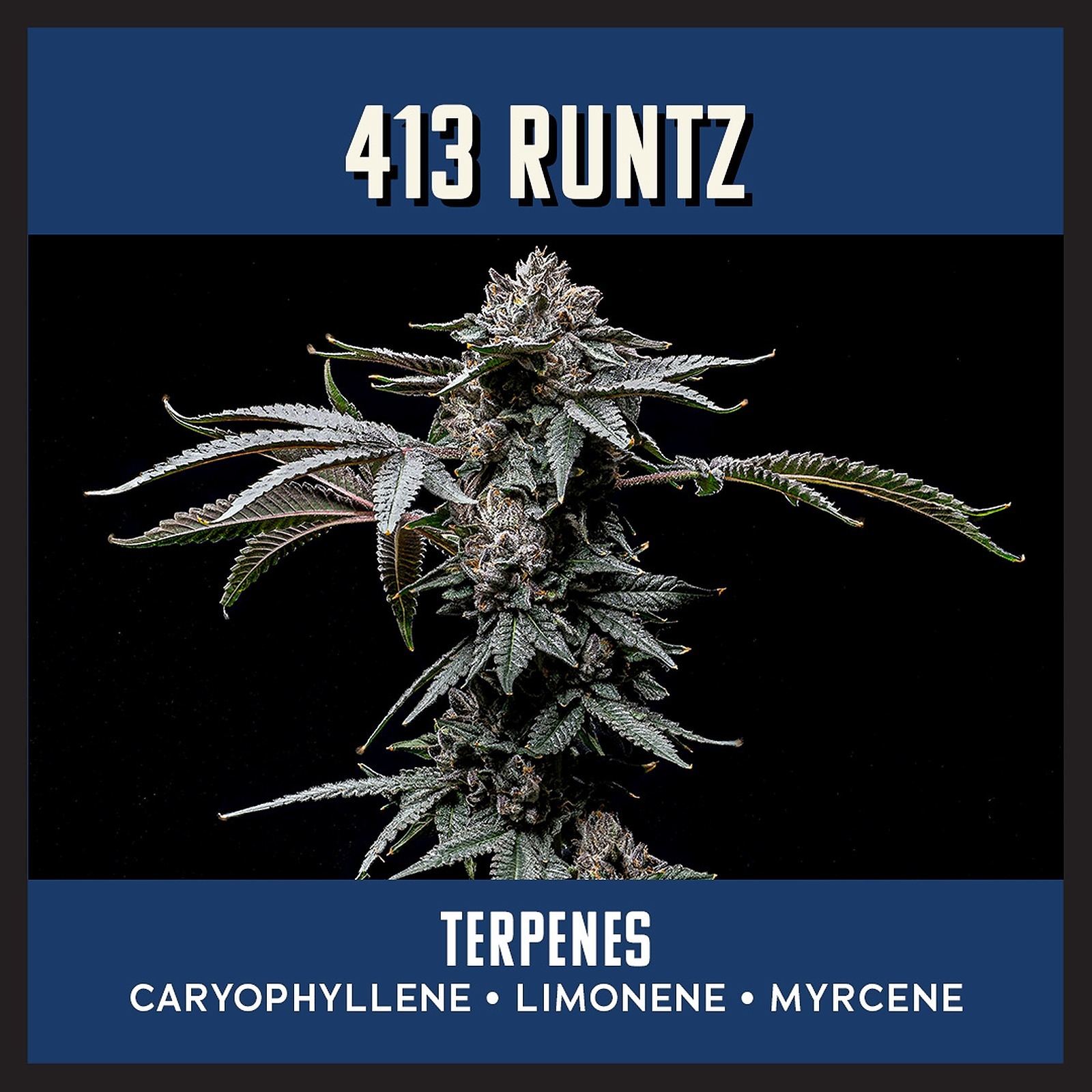 INSA: 413 Runtz | Leafly