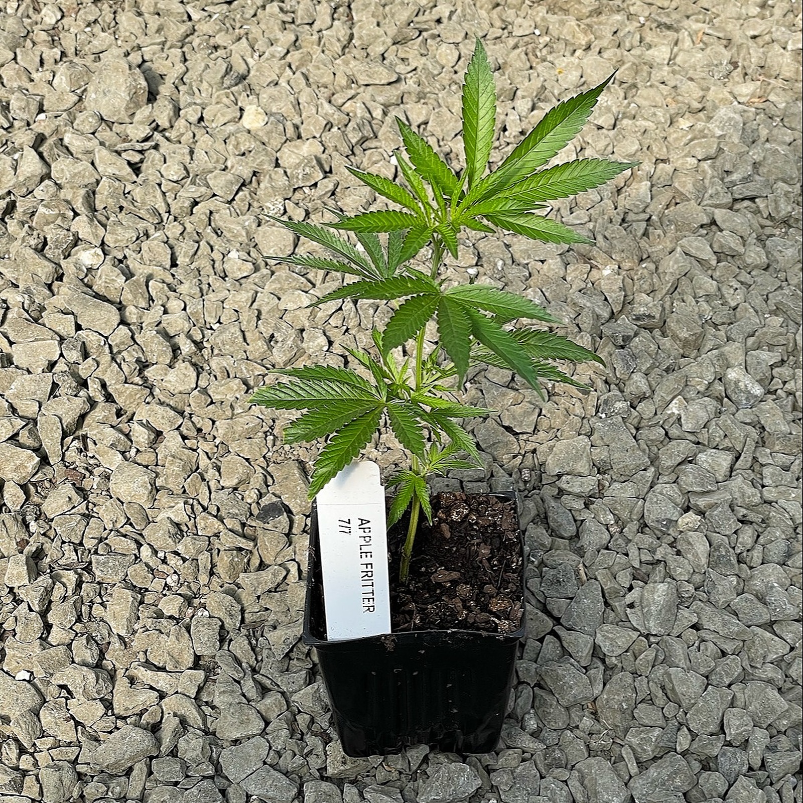 Sun Clone: Apple Fritter Clone | Leafly