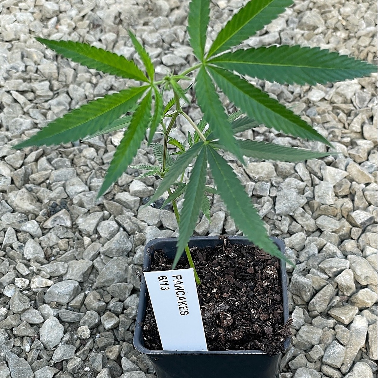 Sun Clone: Pancakes Clone | Leafly