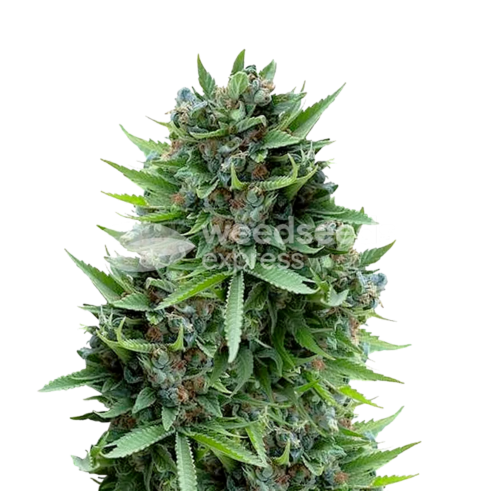 WeedSeedsExpress: Sour Diesel autoflower seeds | Leafly