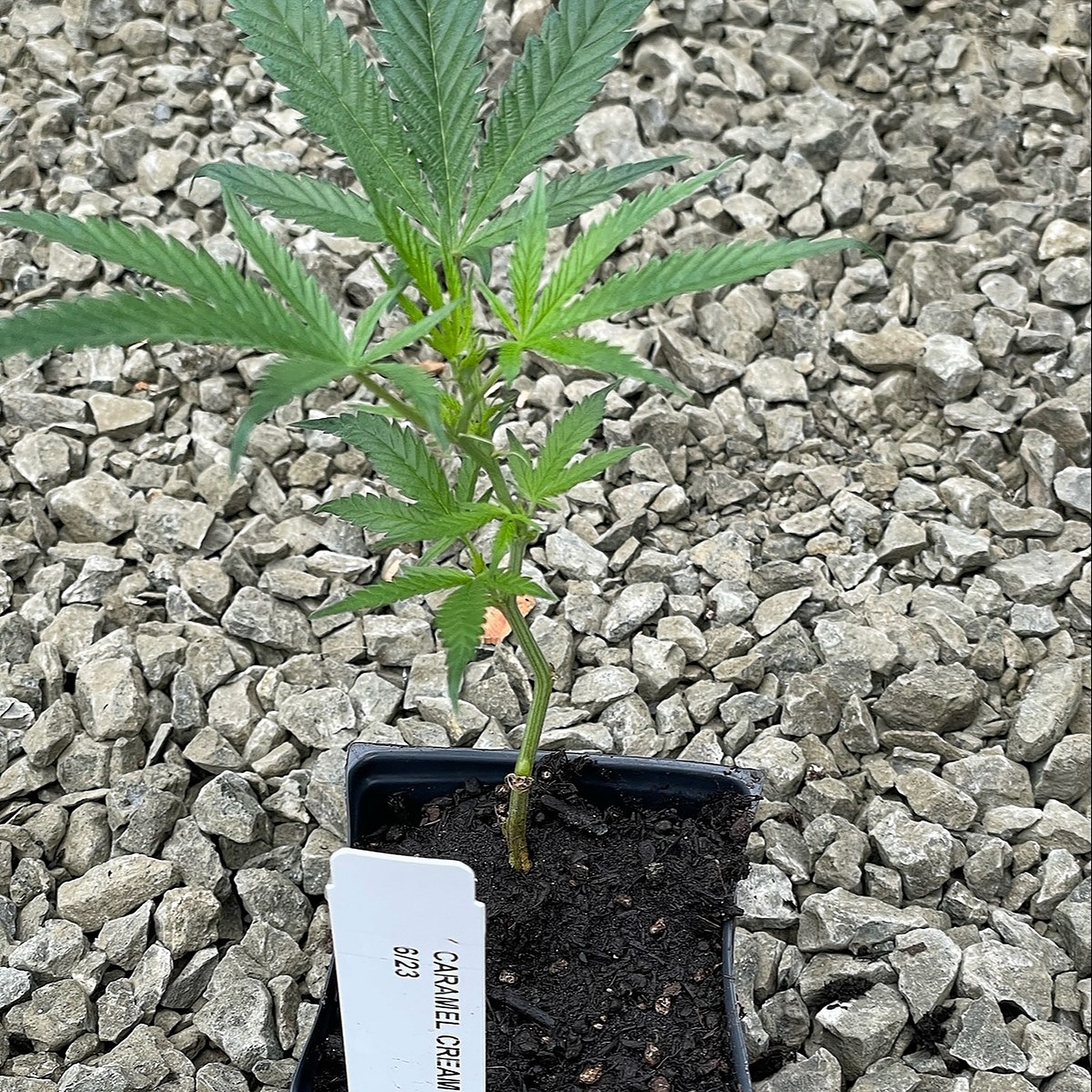 Sun Clone: Carmel Cream Clone | Leafly