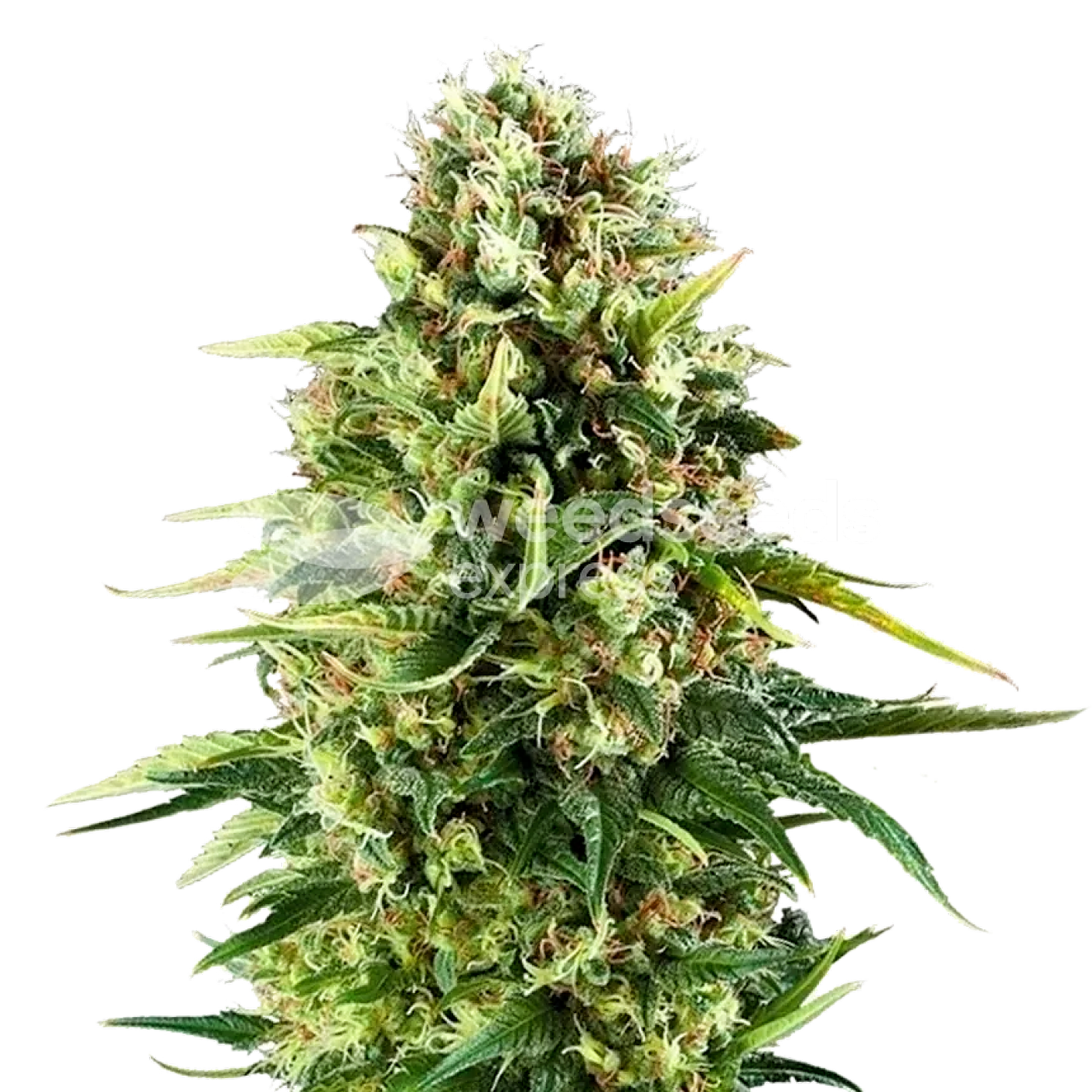 WeedSeedsExpress: Amnesia Haze x Blueberry Autoflower Seeds | Leafly