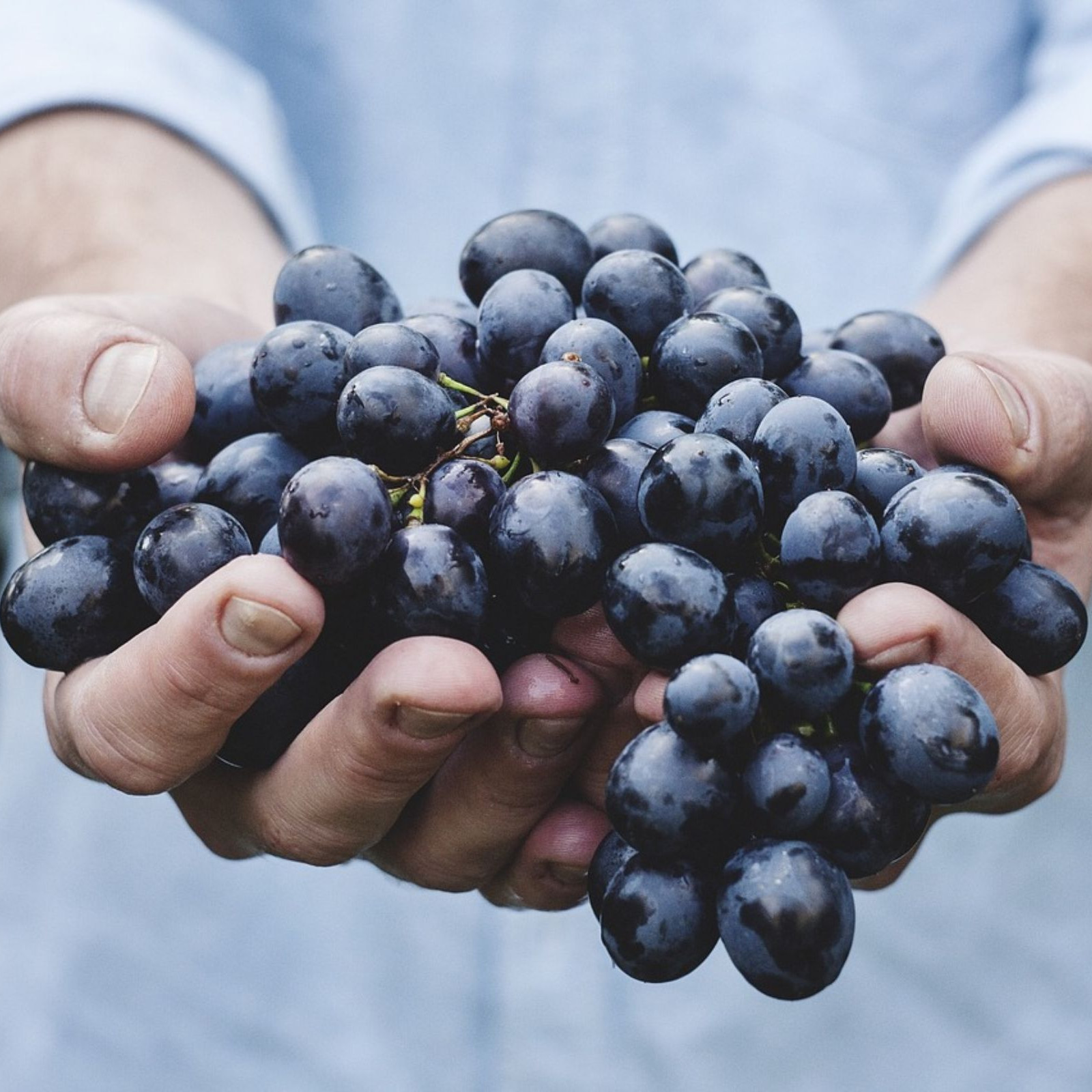 Denver Terpenes: Grape Stomper | Leafly