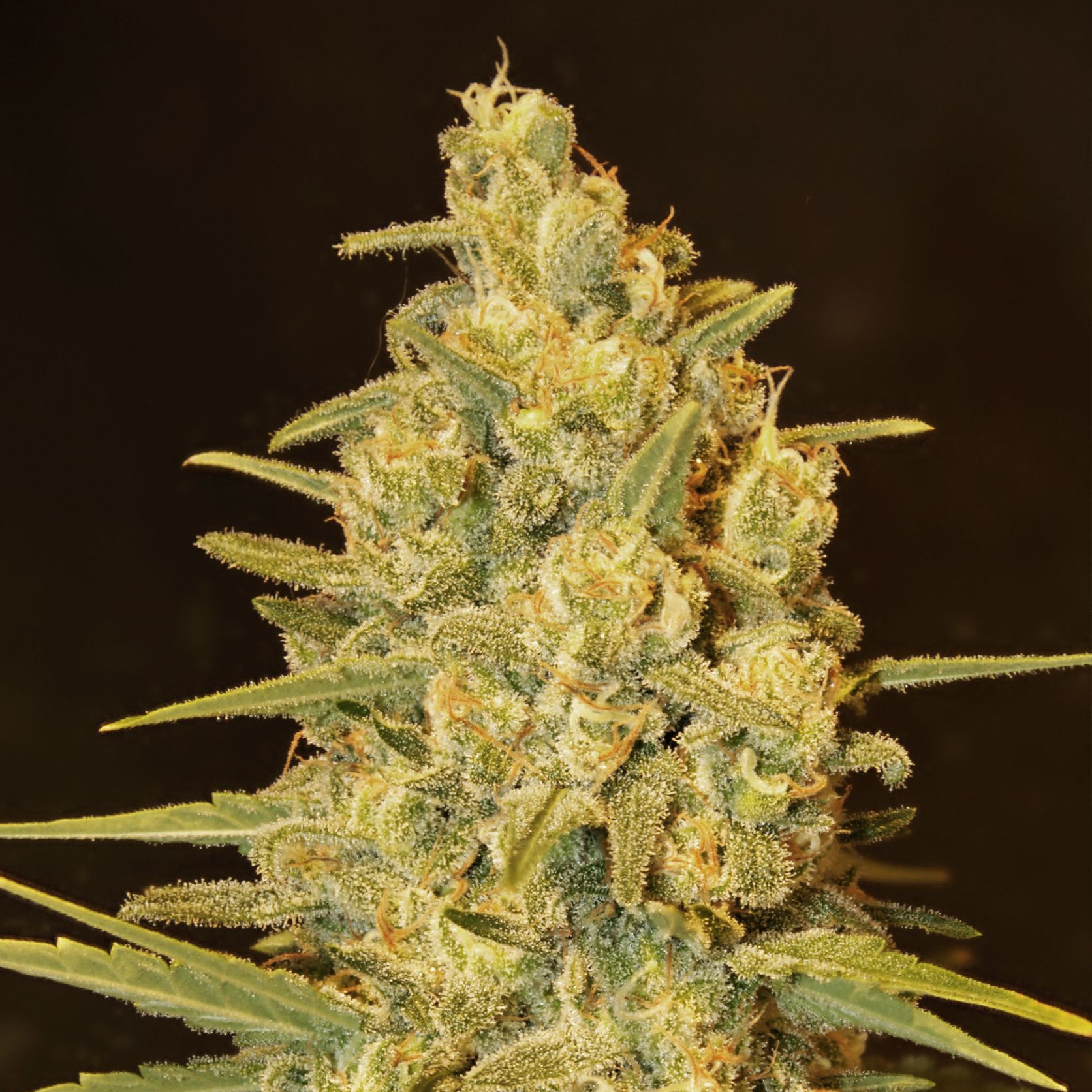Delicious Seeds: Critical Sensi Star | Leafly
