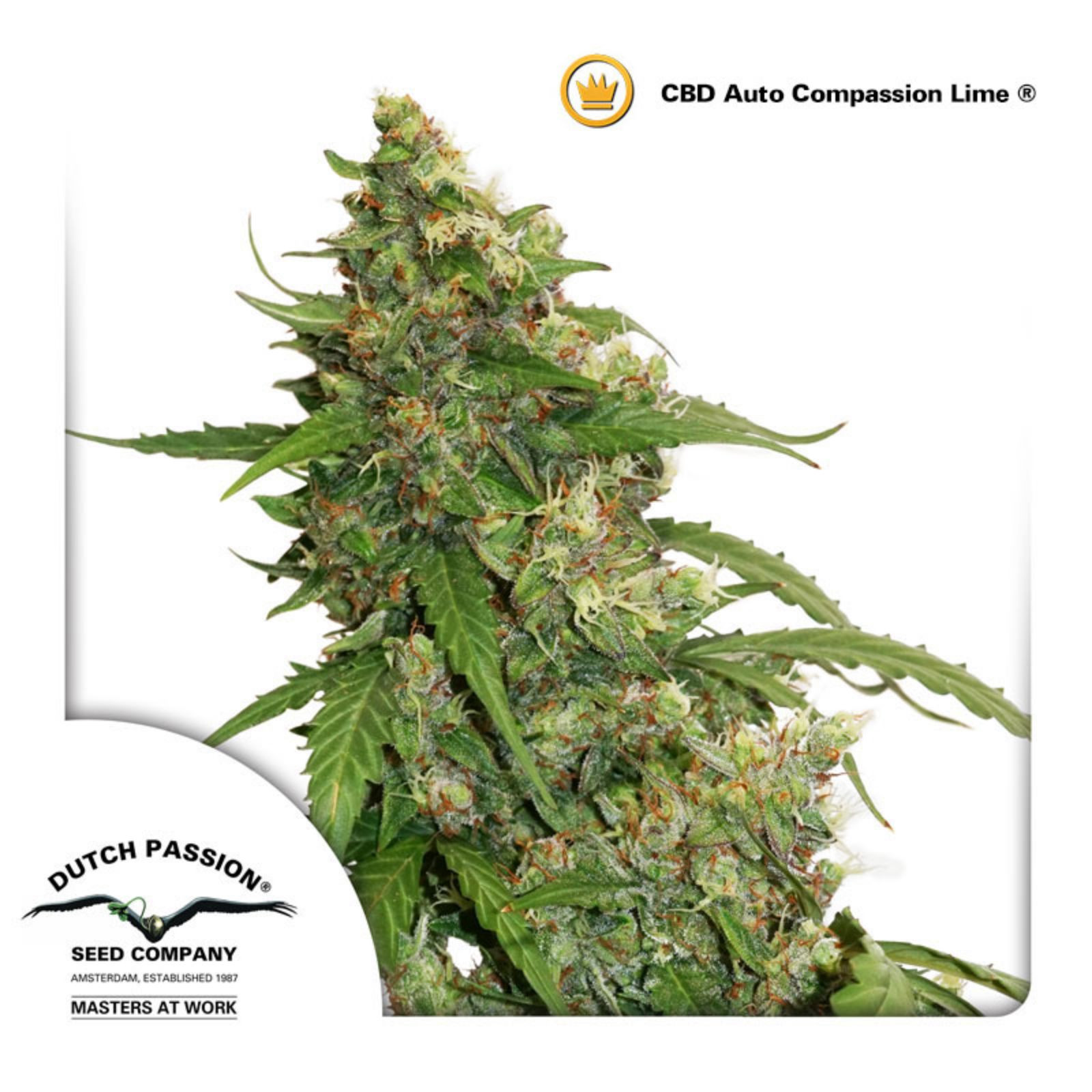 Dutch Passion: CBD Auto Compassion Lime | Leafly