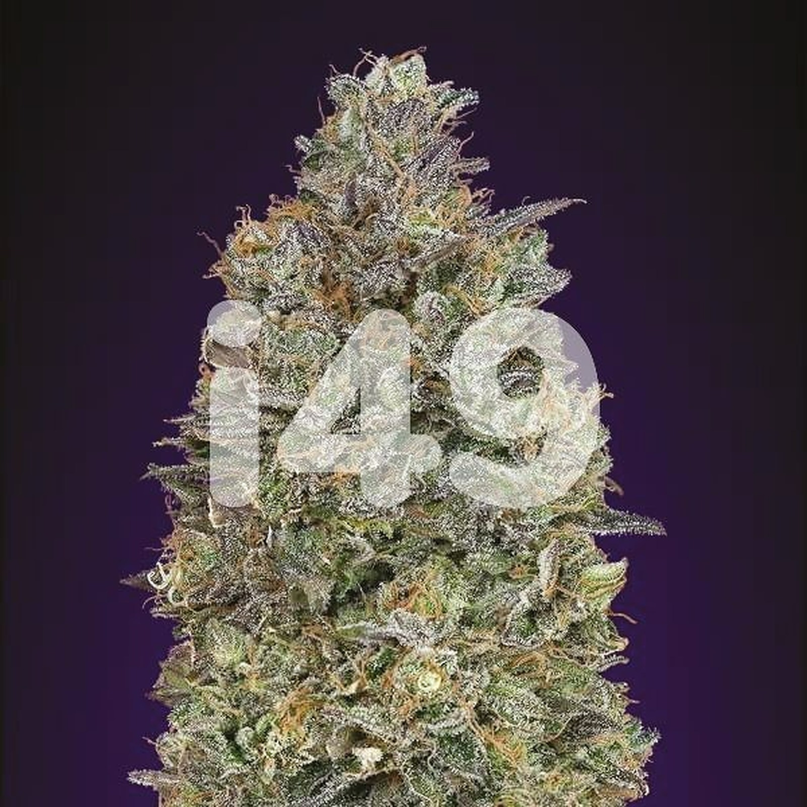 i49 Genetics: Auto Critical Purple Fem | Leafly