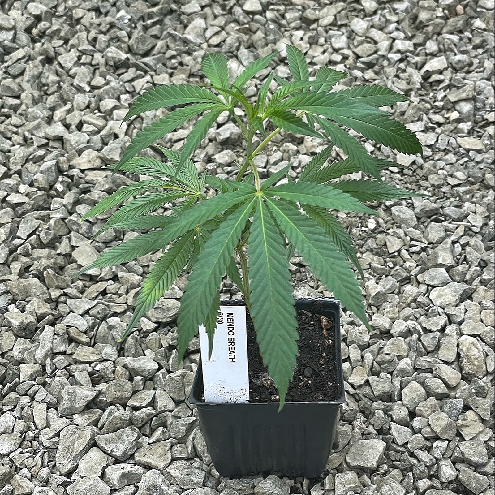 Sun Clone: Mendo Breath Clone | Leafly