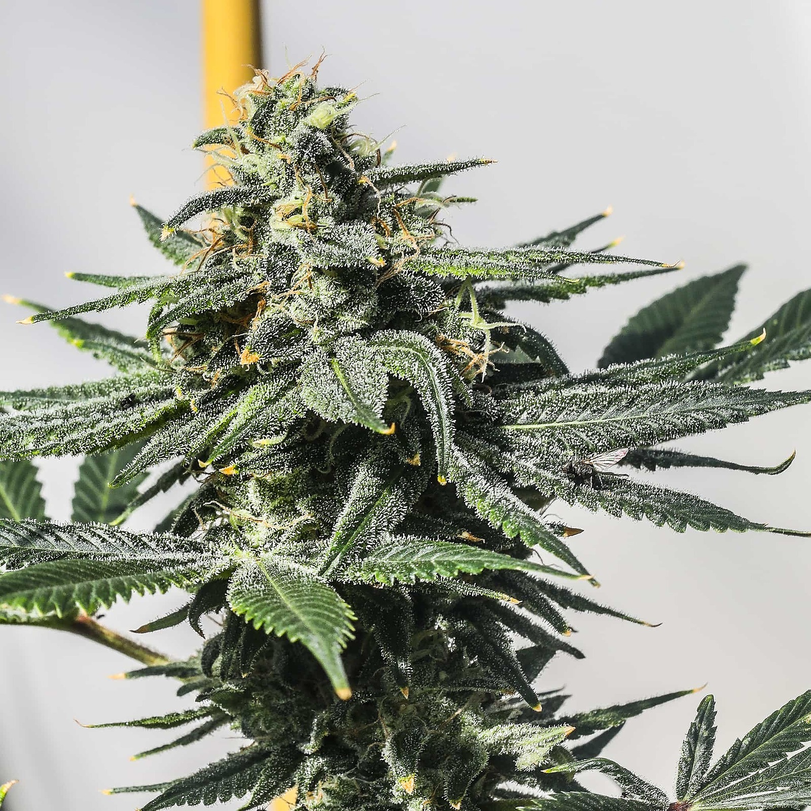 GTR Seeds / Oregon CBD: Barnyard High Test | Leafly