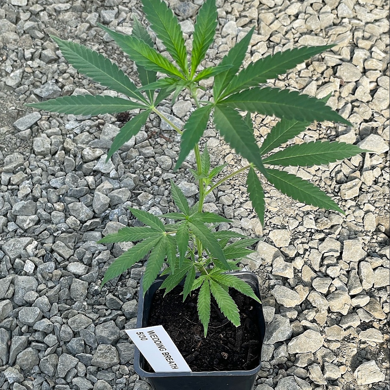 Sun Clone: Wedding Breath Clone | Leafly