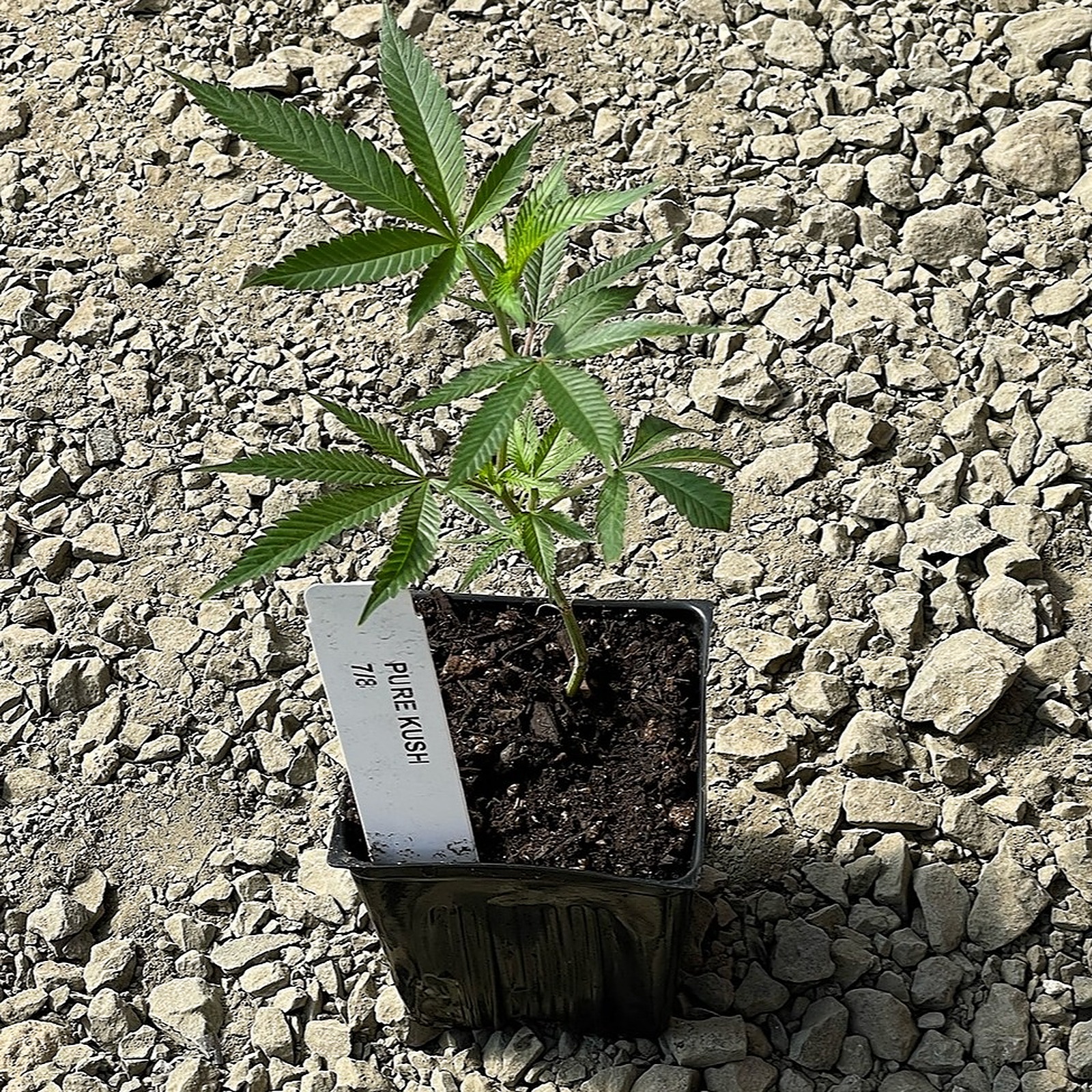 Sun Clone: Pure Kush Clone | Leafly