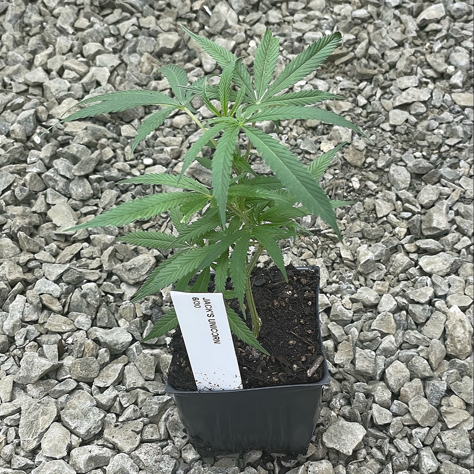 Sun Clone: Jack's Unicorn Clone | Leafly