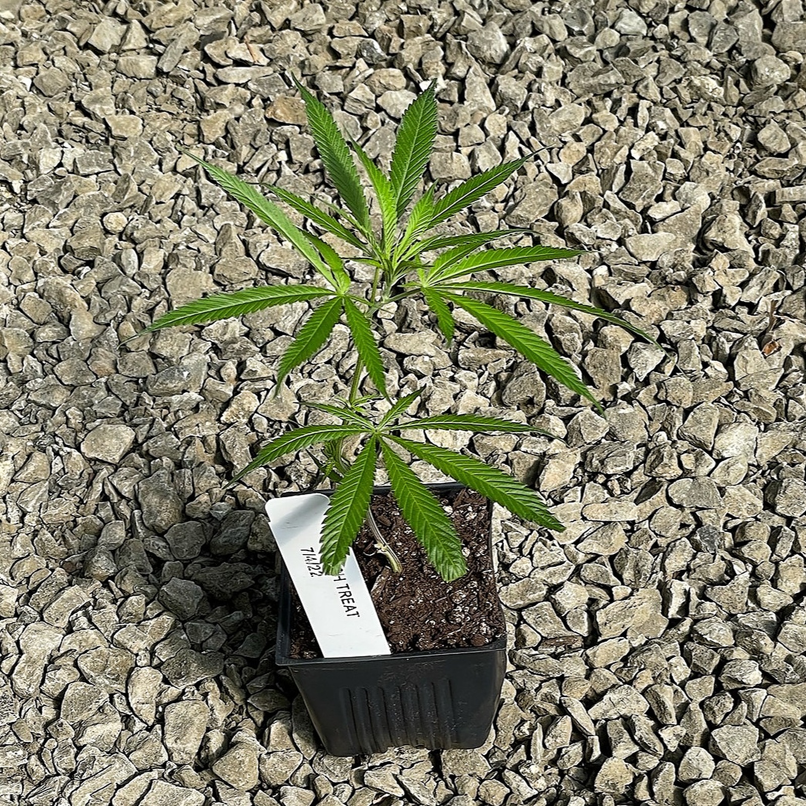 Sun Clone: Dutch Treat Clone | Leafly