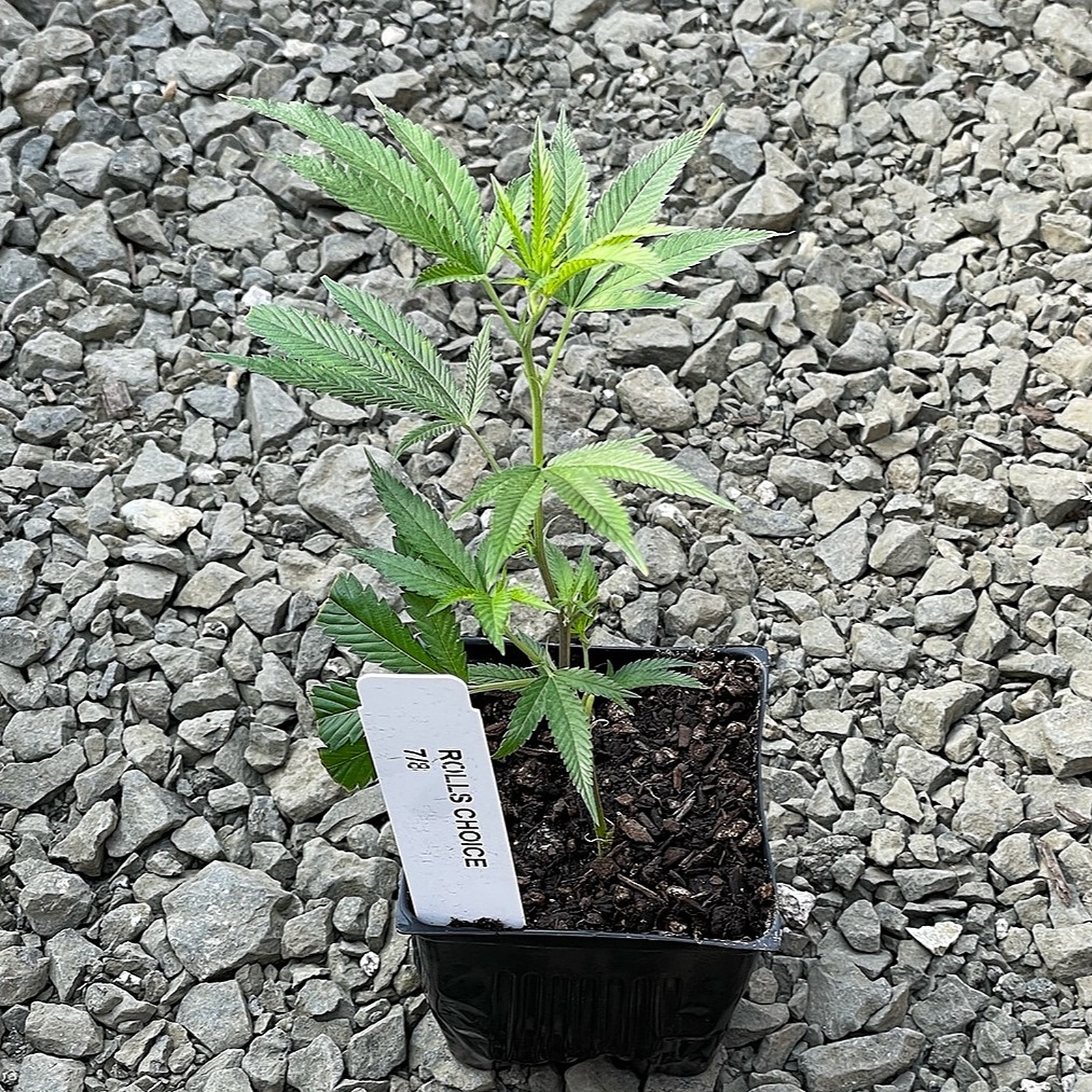 Sun Clone: Rolls Choice Clone | Leafly