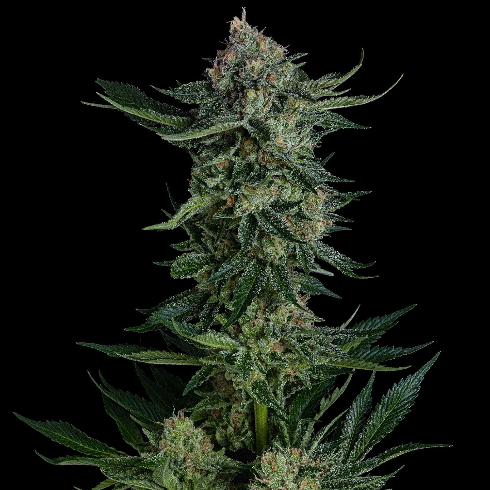 LUVLI: Dominion G | Leafly