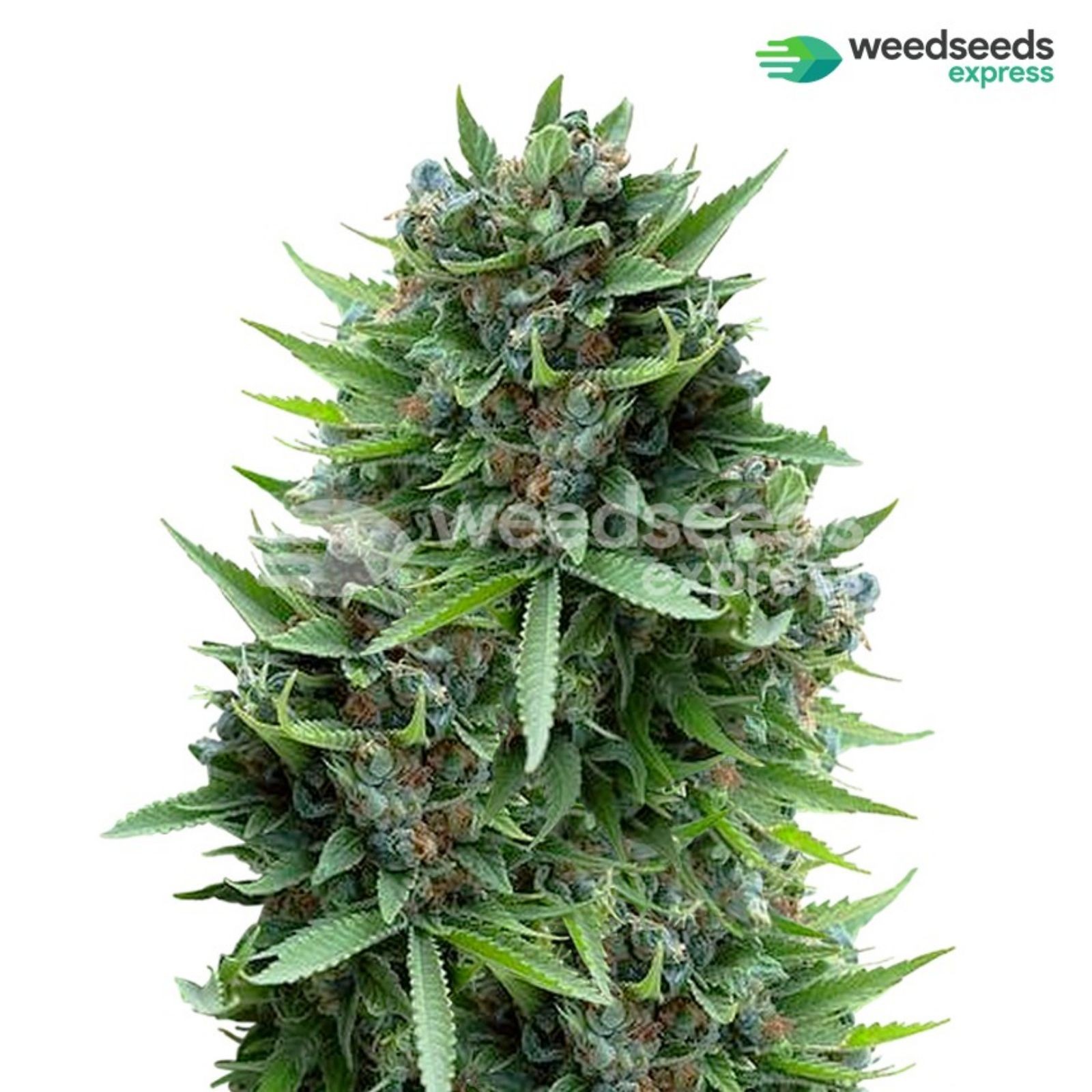 Weedseedsexpress: Sour Diesel feminized seeds | Leafly