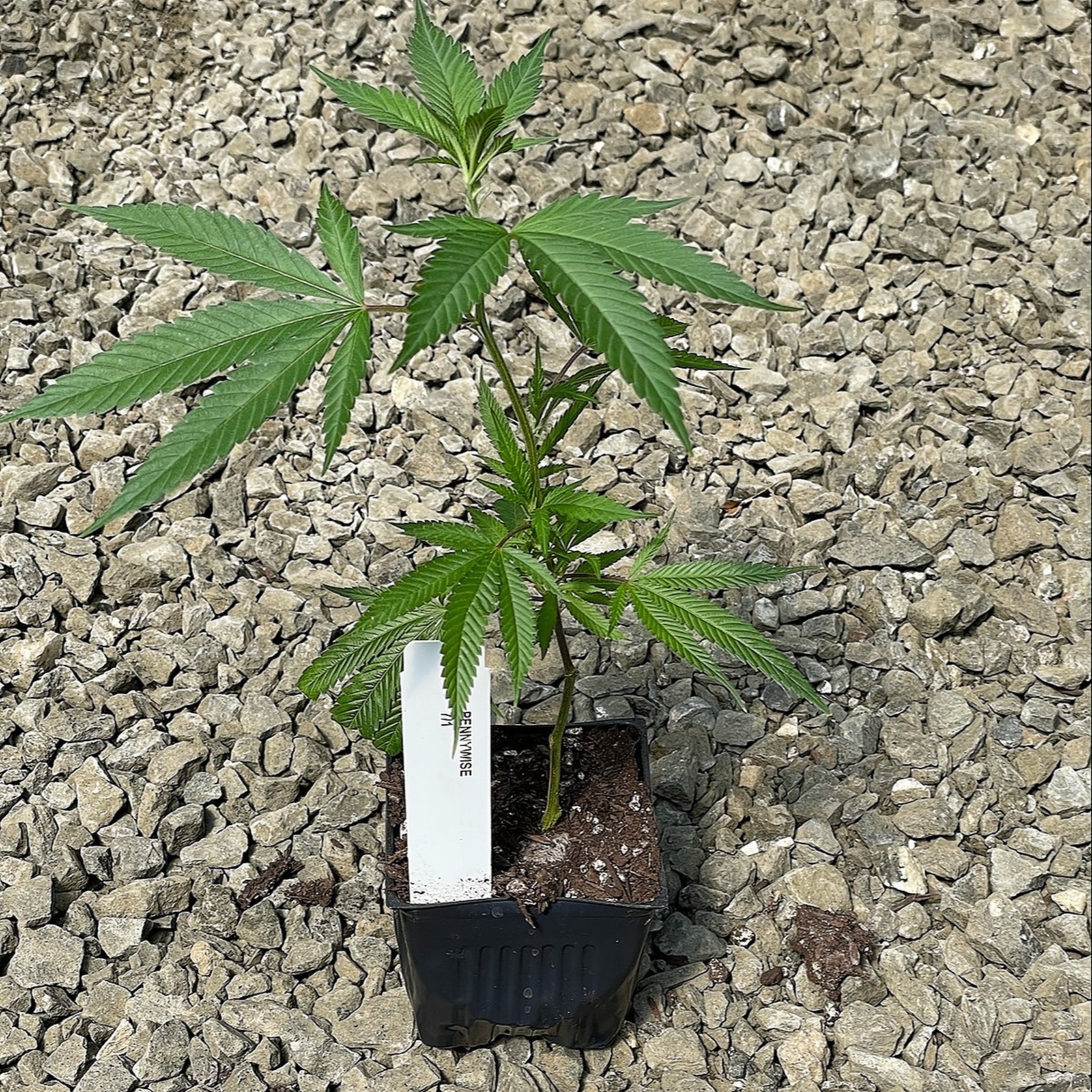 Sun Clone: Pennywise Clone | Leafly