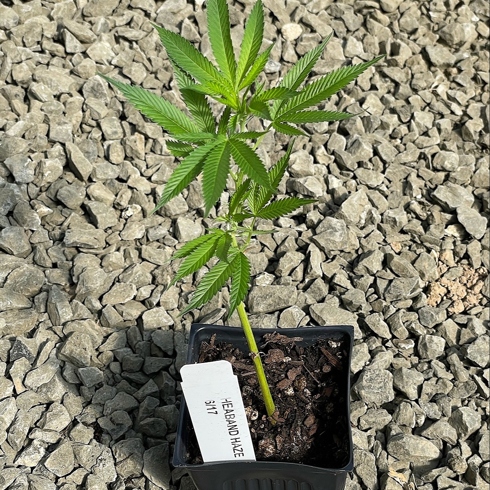 Sun Clone: Headband Haze Clone | Leafly