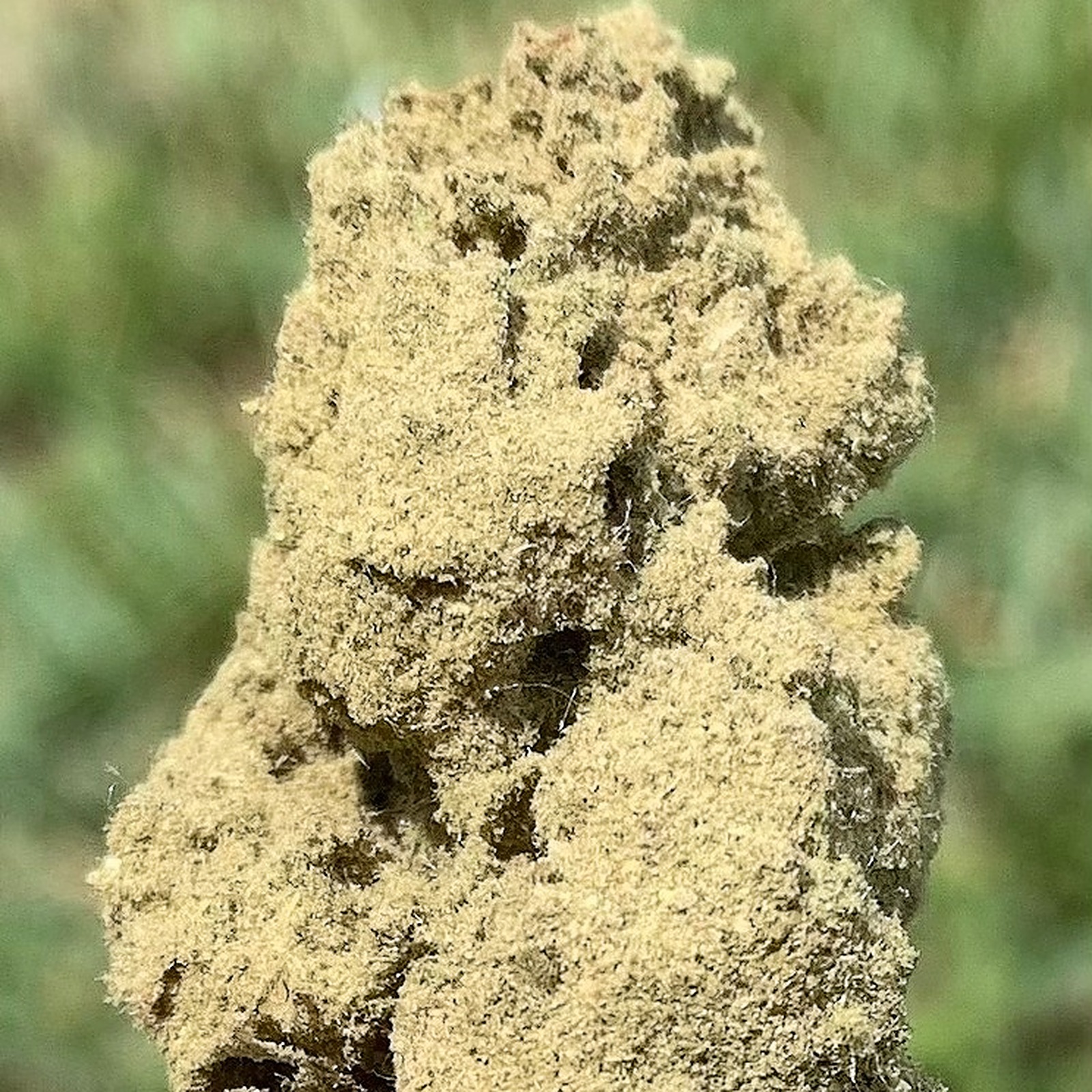 Dr. Strains CBD: Delta 8 D8 MoonRock | Leafly