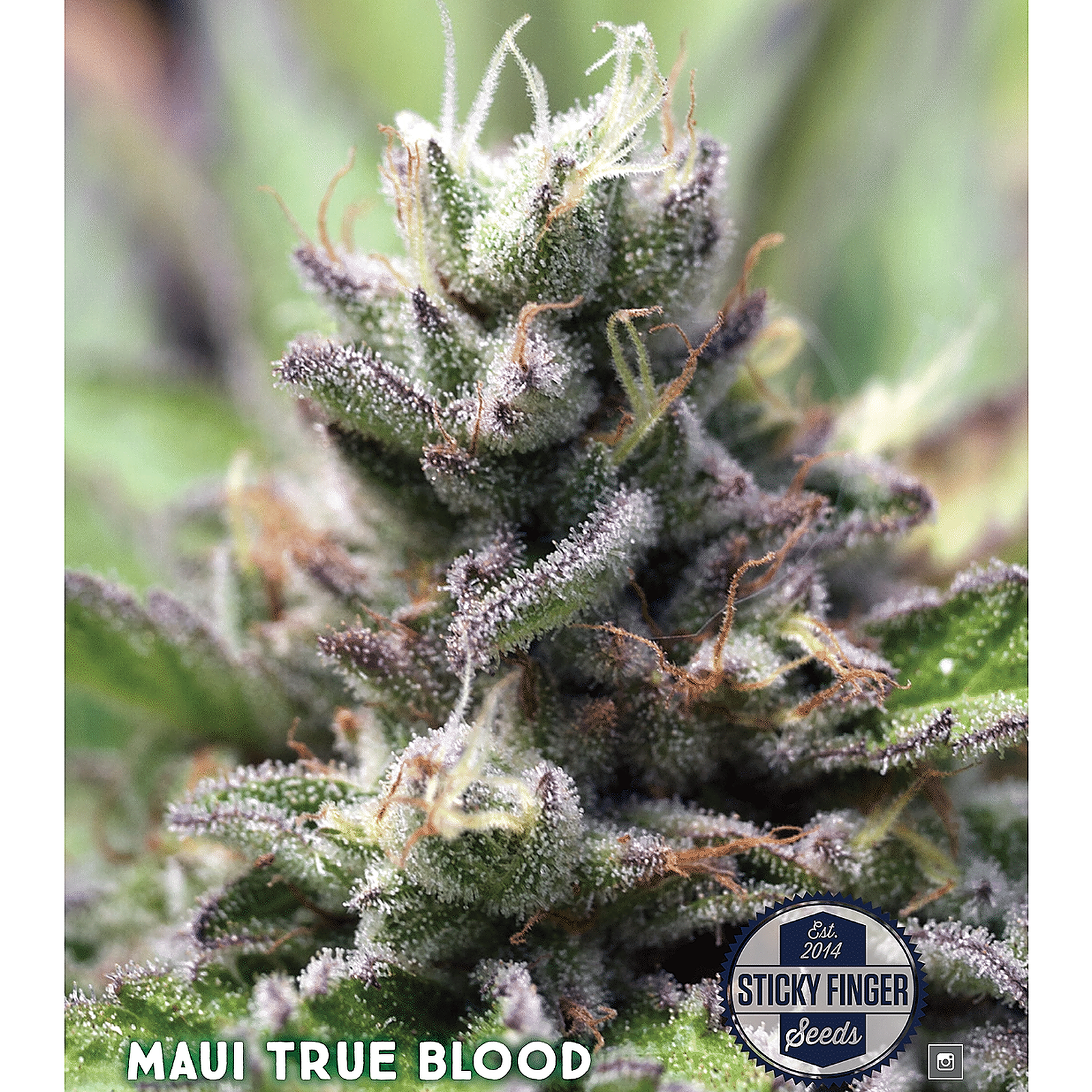 Sticky Finger Seeds: Maui True Blood | Leafly