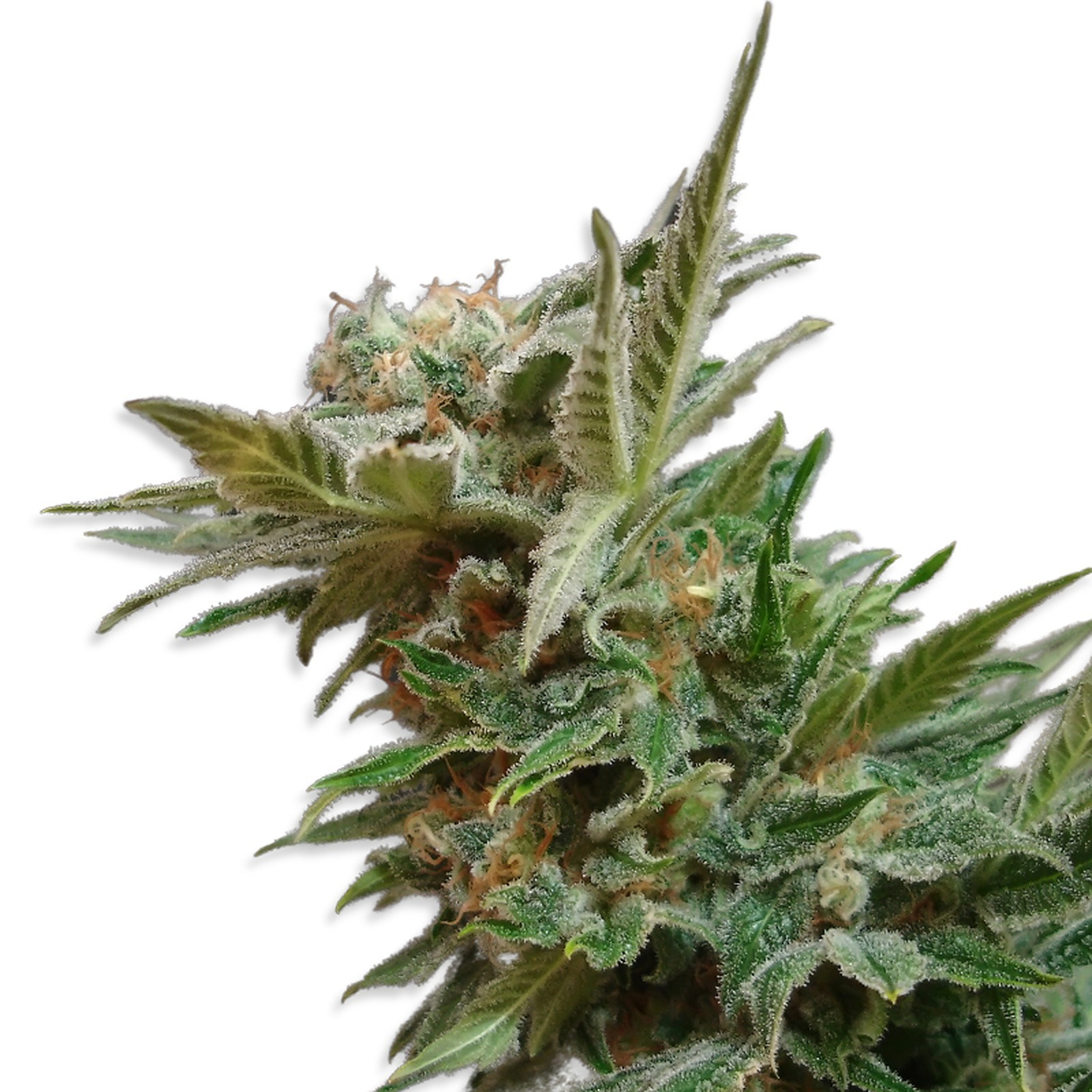 Og Seeds Cereal Milk Feminized Leafly
