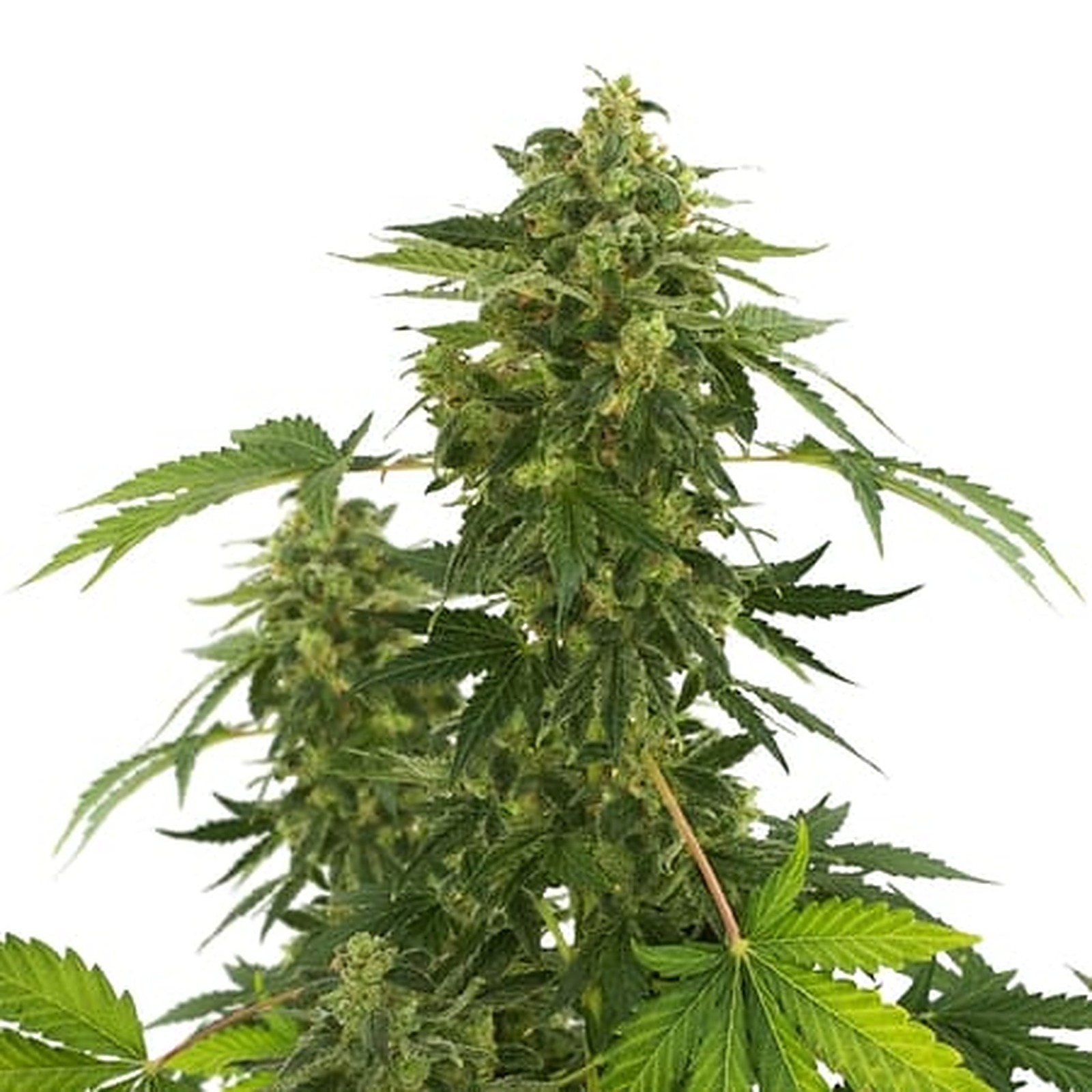 Amsterdam Marijuana Seeds: Super Silver Haze Feminized | Leafly