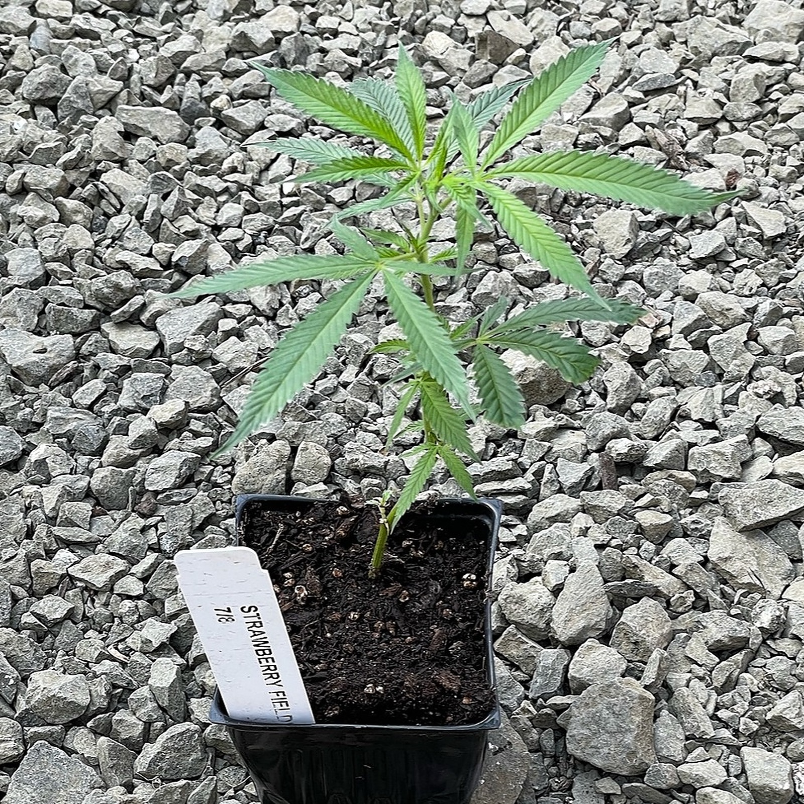 Sun Clone: Strawberry Fields Clone | Leafly