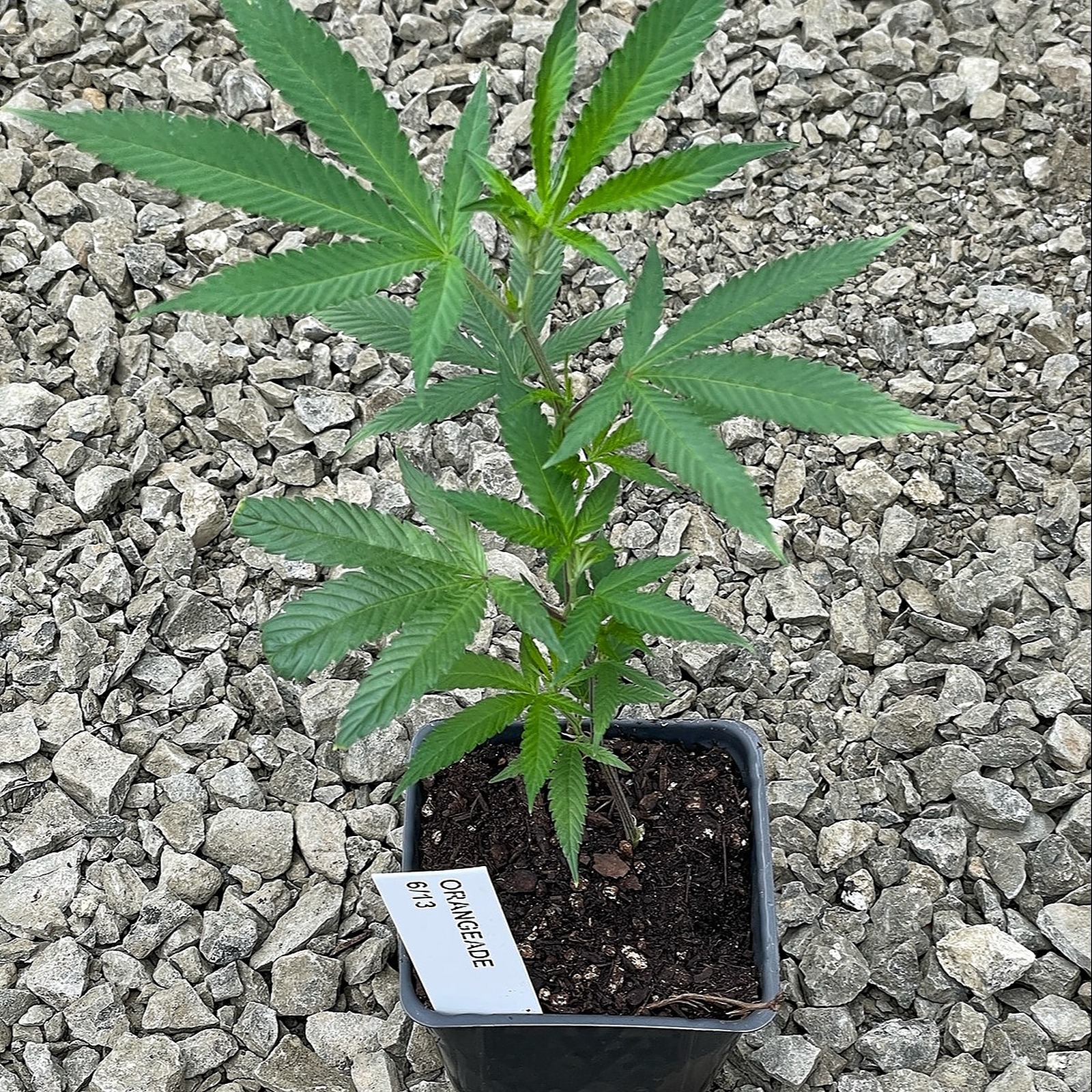 Sun Clone: Orangeade Clone | Leafly