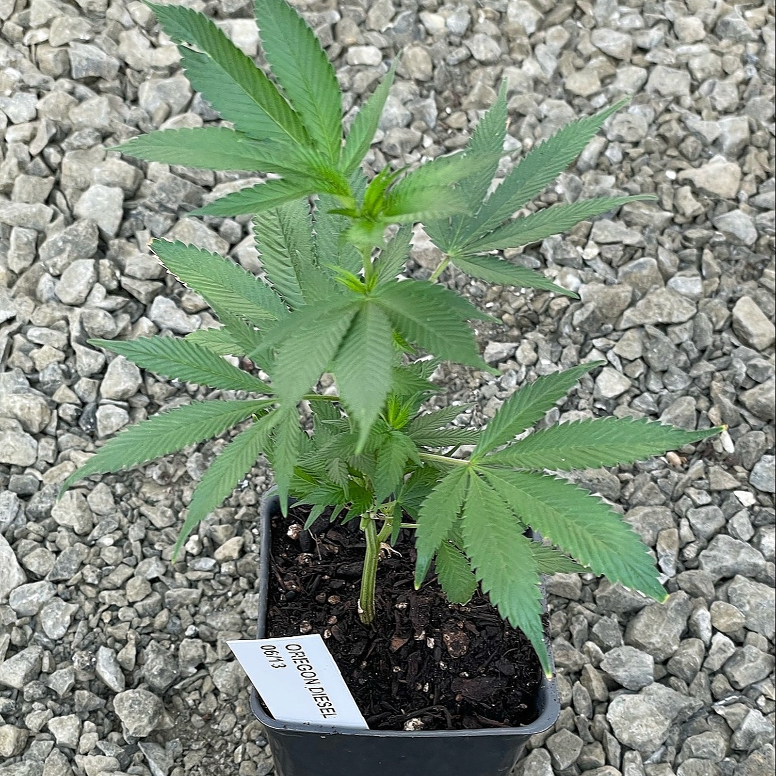 Sun Clone: Oregon Diesel Clone | Leafly