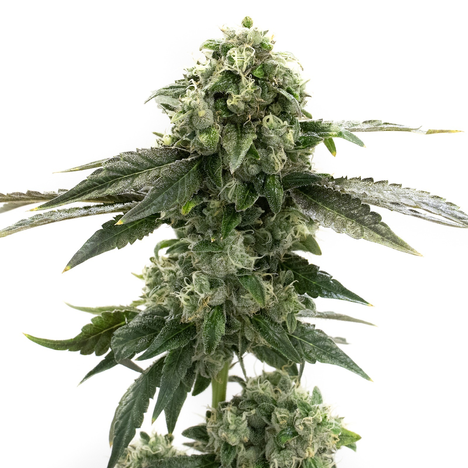 Homegrown Cannabis Co.: Gelato Autoflower Weed Seeds | Leafly Homegrown Cannabis Co.: Gelato Autoflower Weed Seeds | Leafly