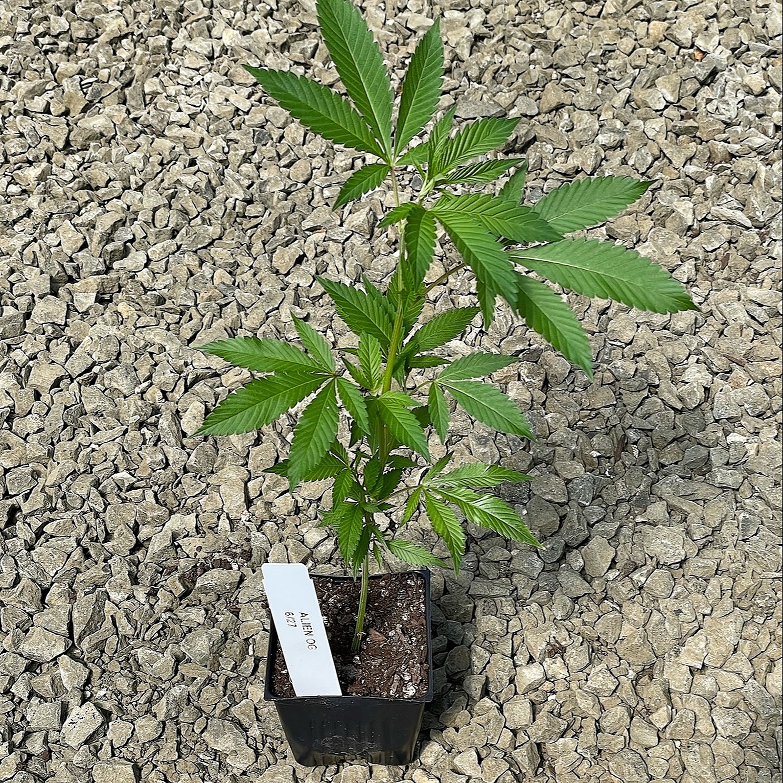 Sun Clone: Alien OG Clone | Leafly