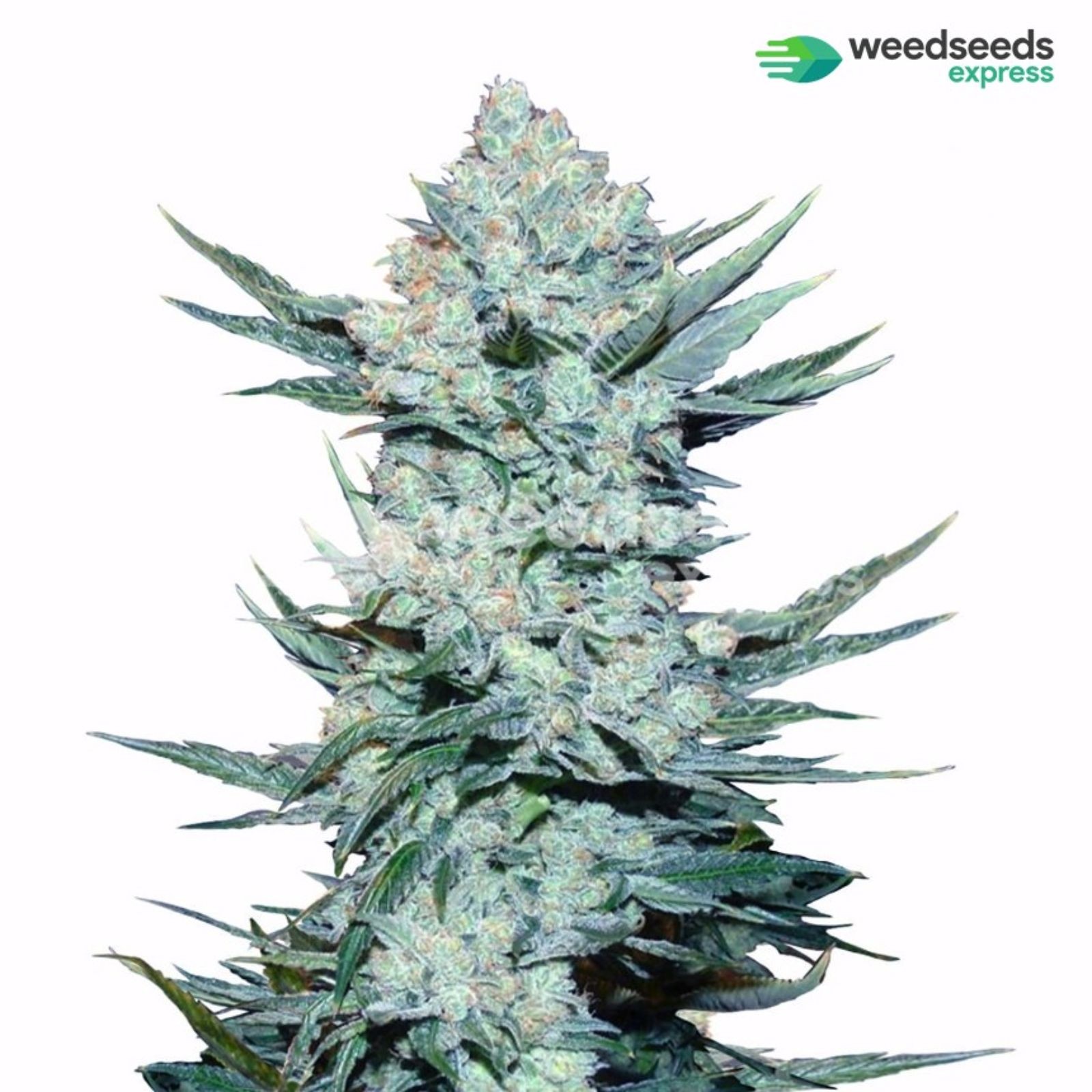 Weedseedsexpress: GSC (f.k.a. Girl Scout Cookies) seeds | Leafly