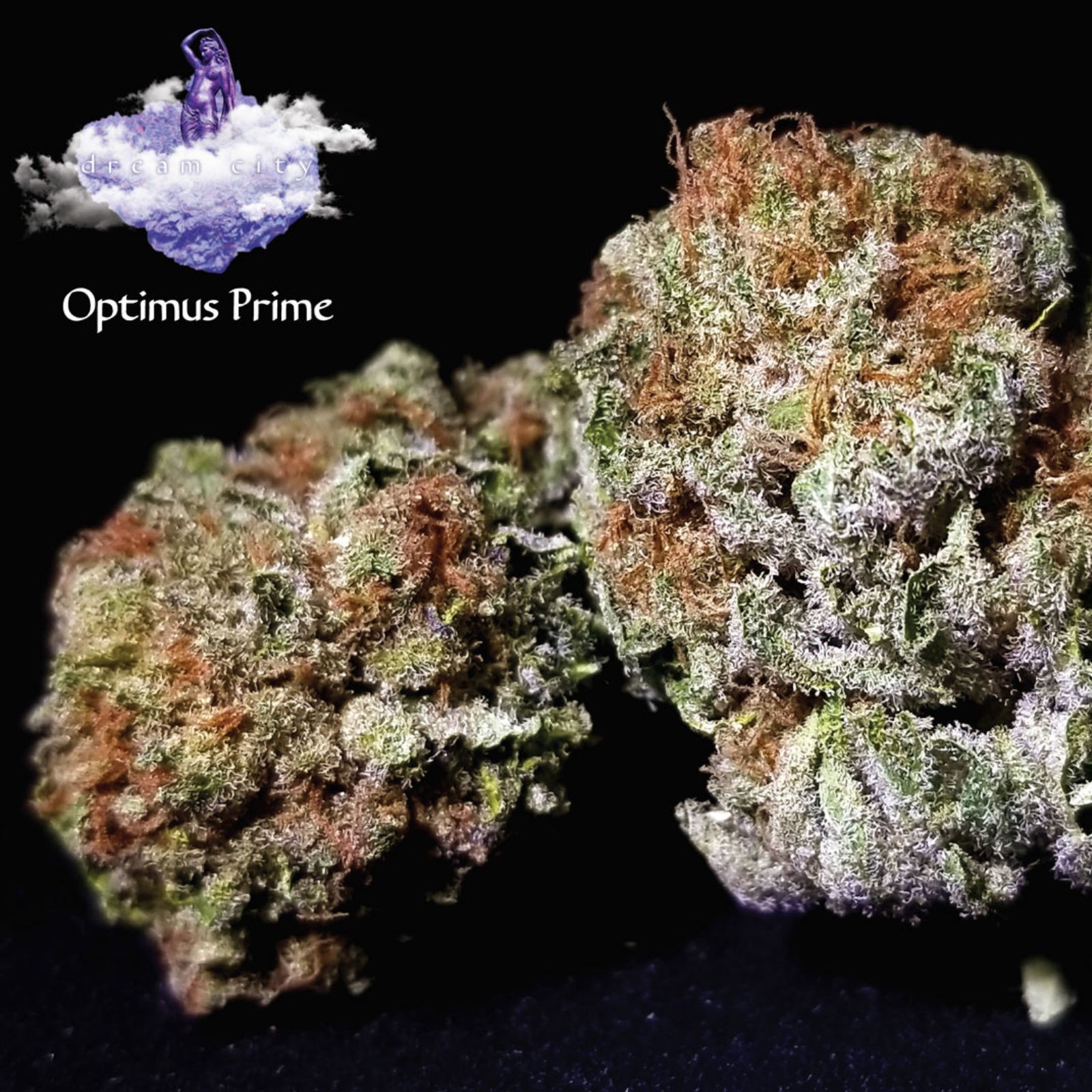 Dream City: Optimus Prime Flower | Leafly
