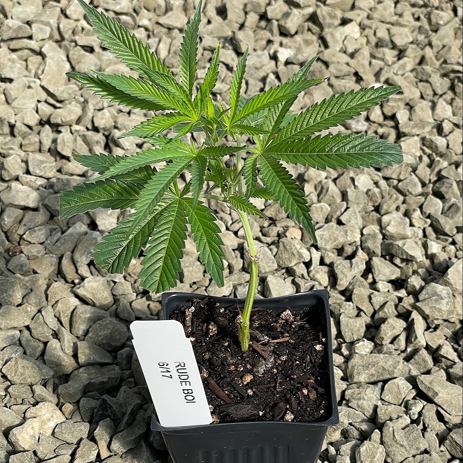 Sun Clone: Rude Boi Clone | Leafly