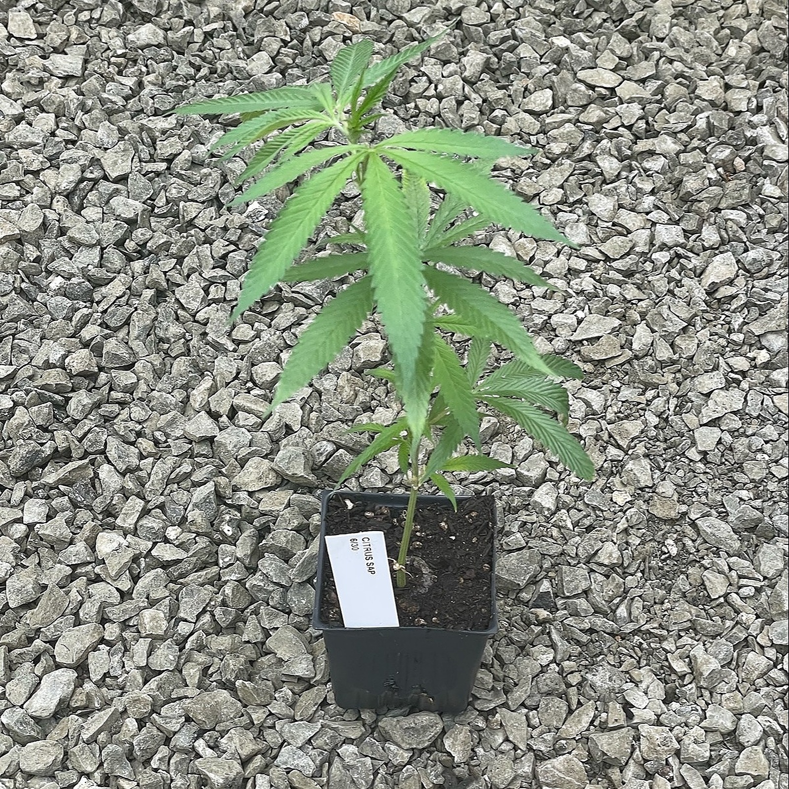 Sun Clone: Citrus Sap Clone | Leafly