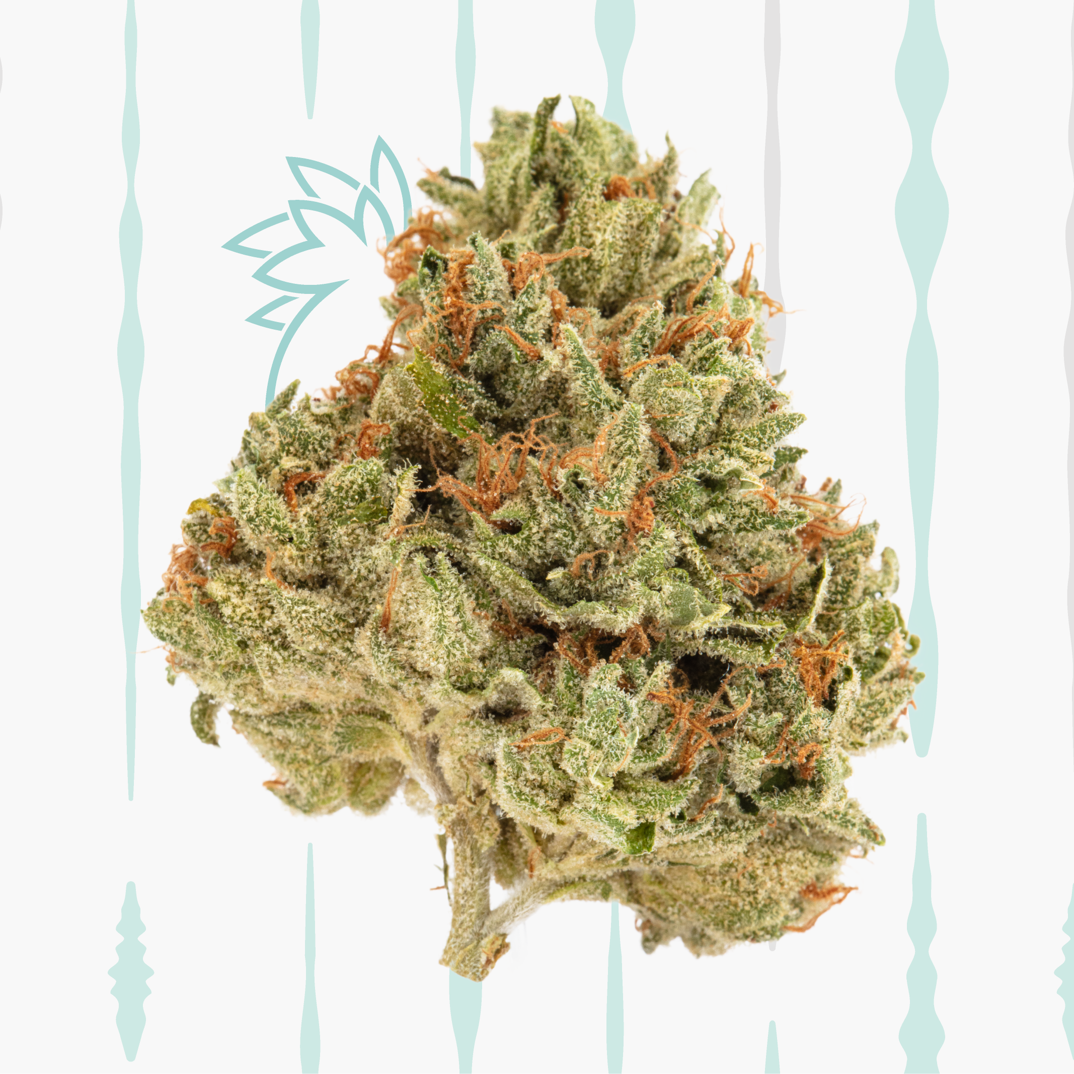 Grassroots Cannabis: Ghost of the M | Leafly