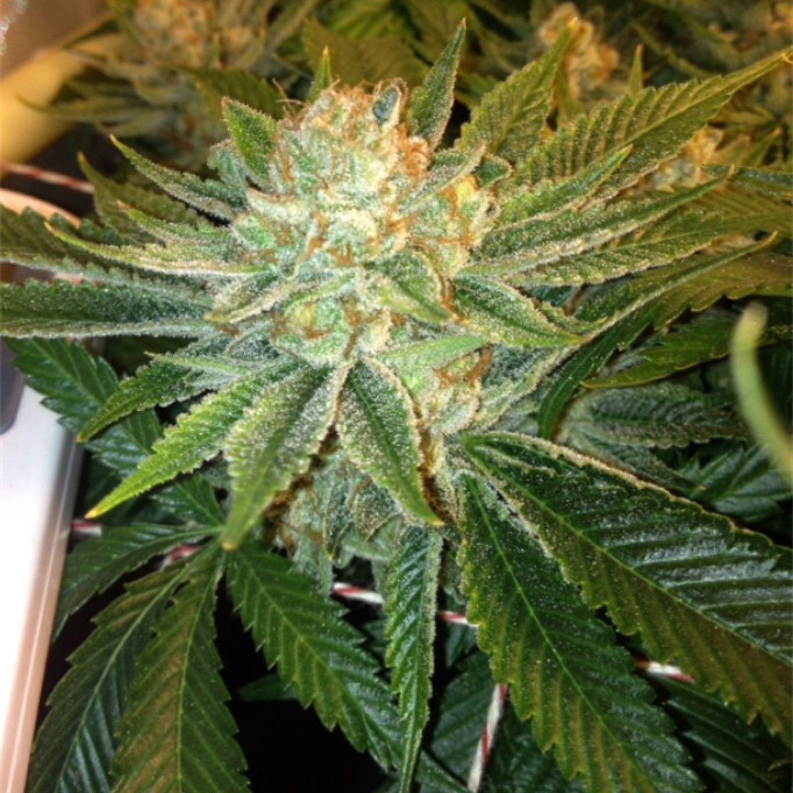 Sixtech: Kosher Kush | Leafly