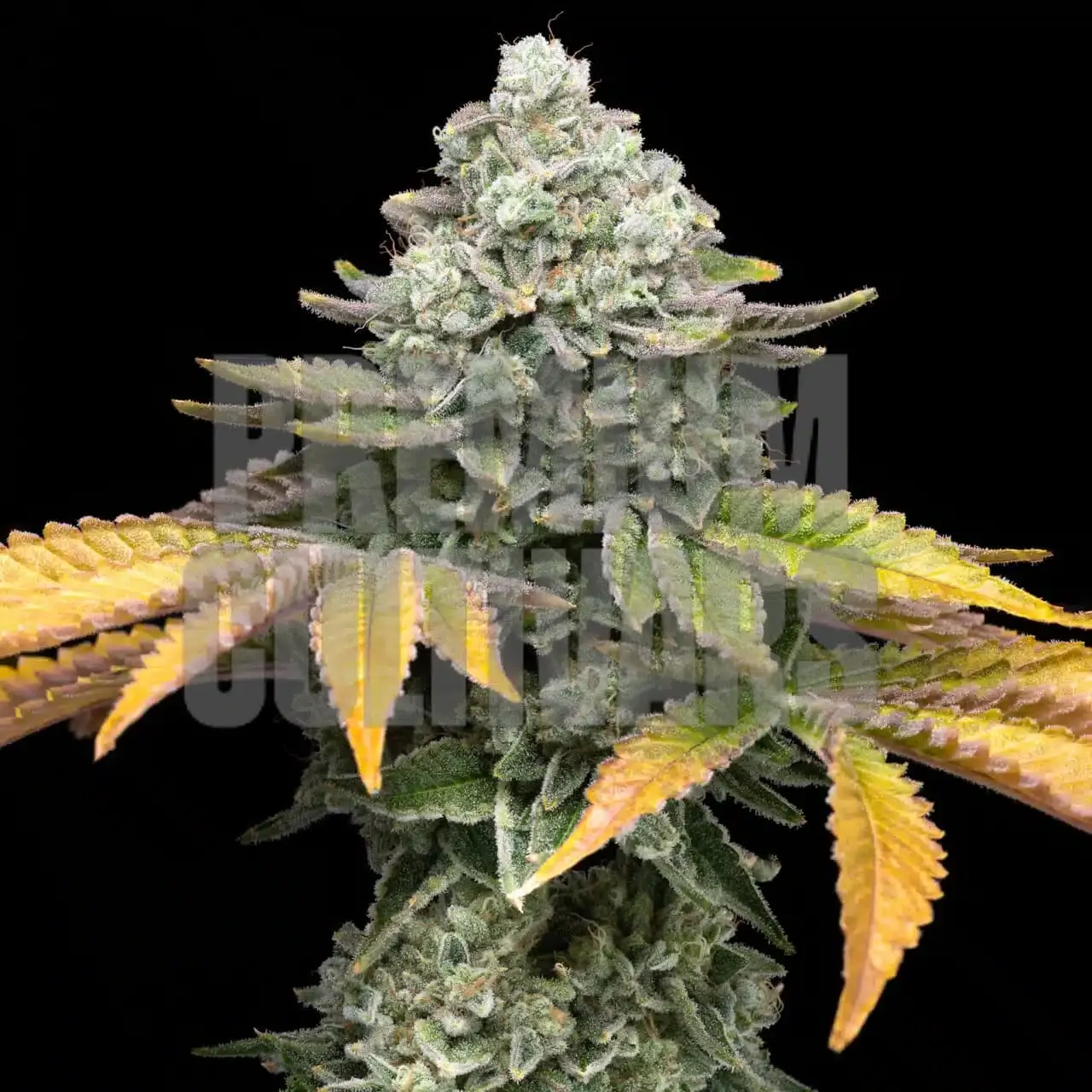 Premium Cultivars: Banana Runtz | Leafly