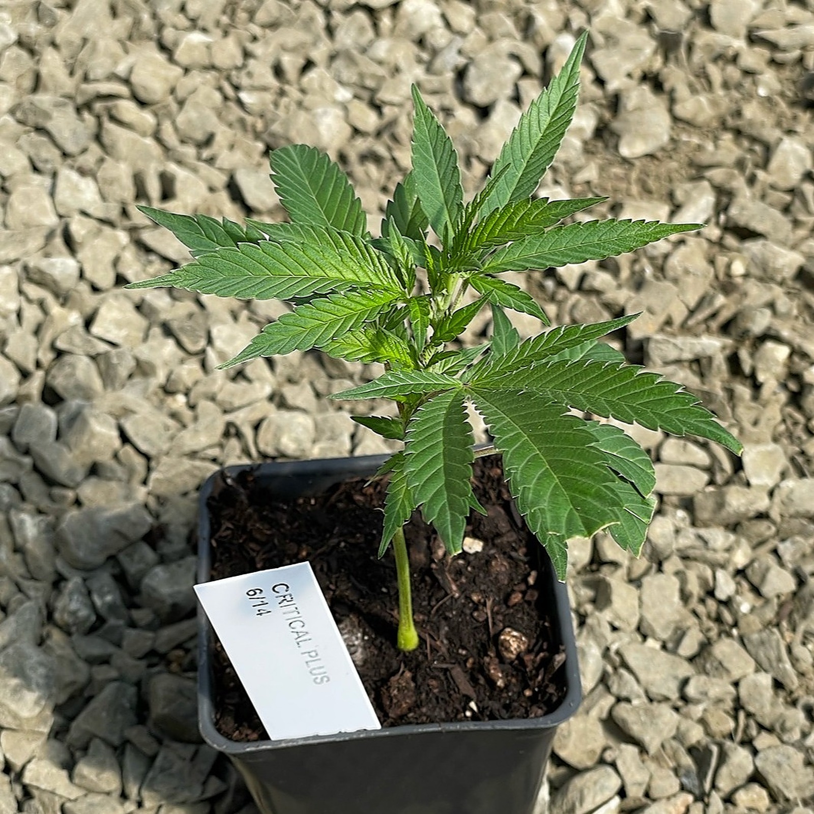 Sun Clone: Critical Plus Clone | Leafly