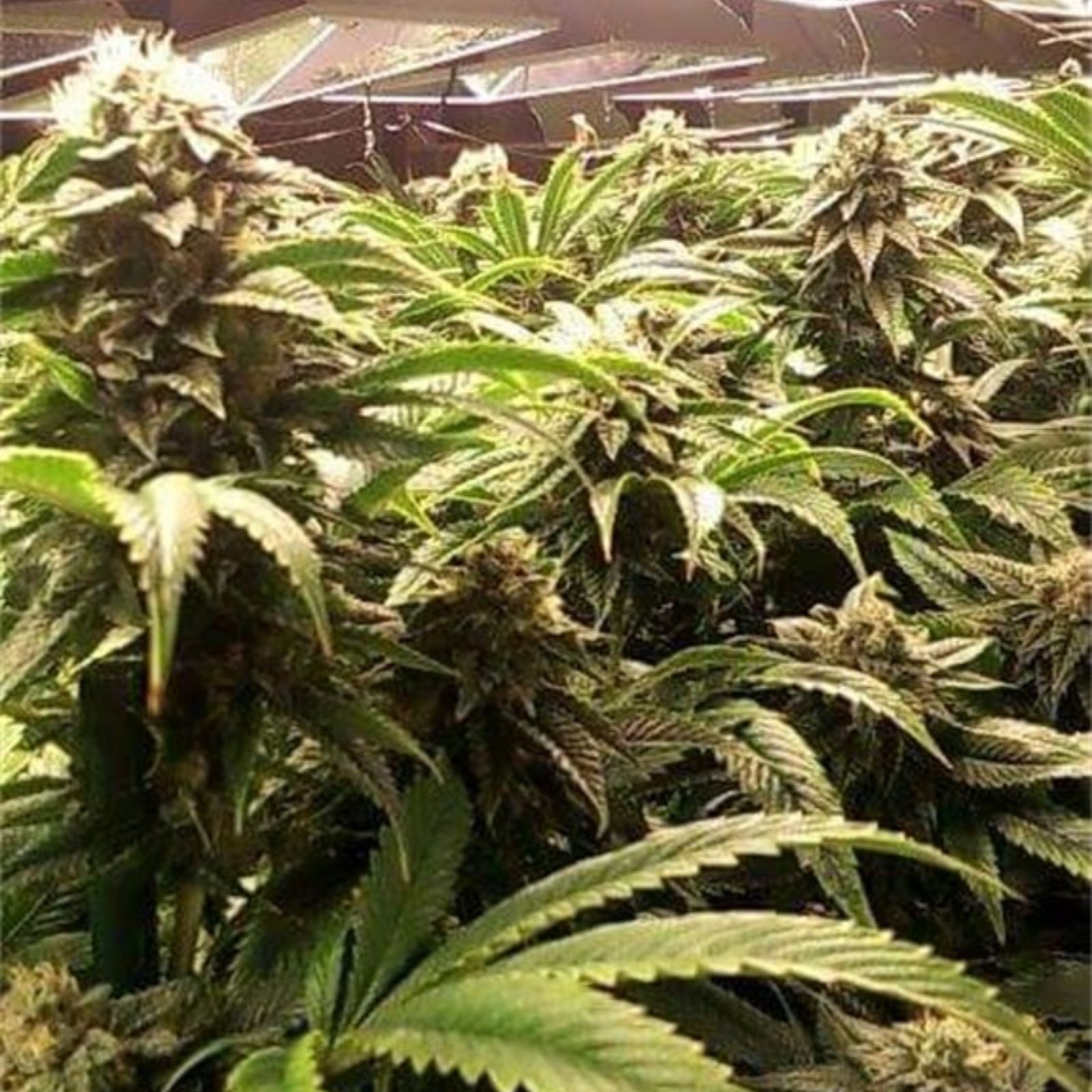 Sixtech: Larry OG | Leafly