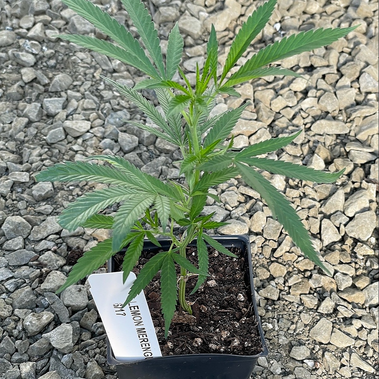 Sun Clone: Lemon Meringue Clone | Leafly