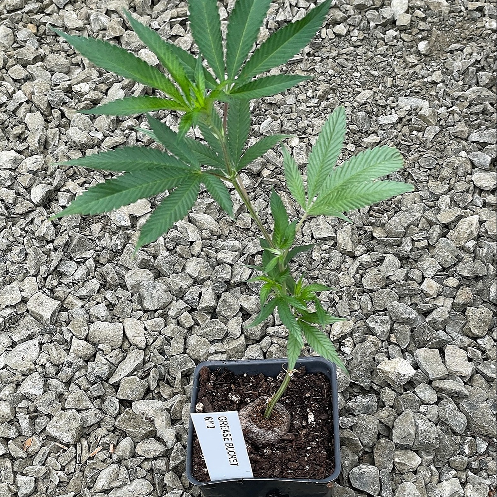Sun Clone: Grease Bucket Clone | Leafly Sun Clone: Grease Bucket Clone | Leafly