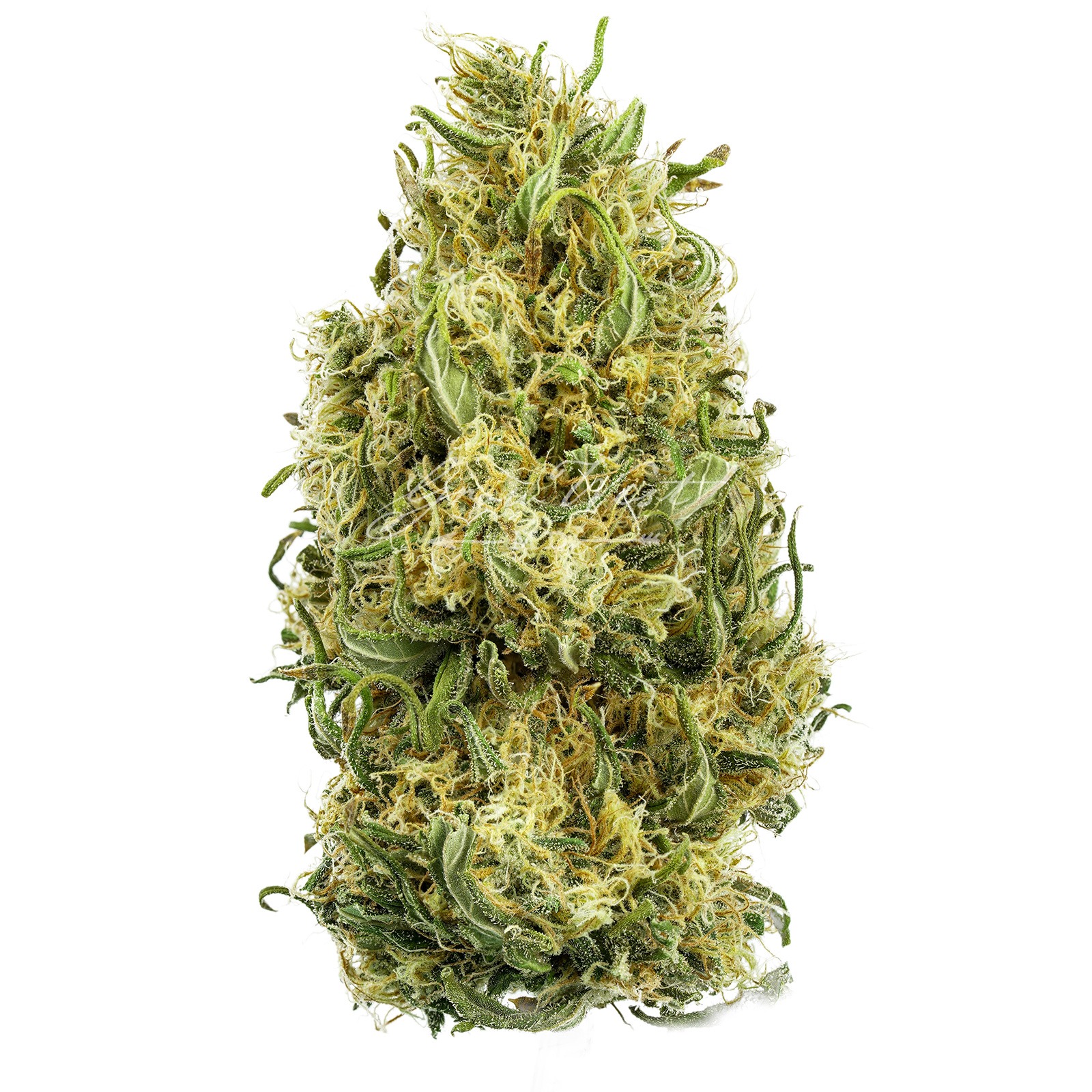 Grow West Cannabis Company: Lambsbread Untrimmed | Silver | Leafly