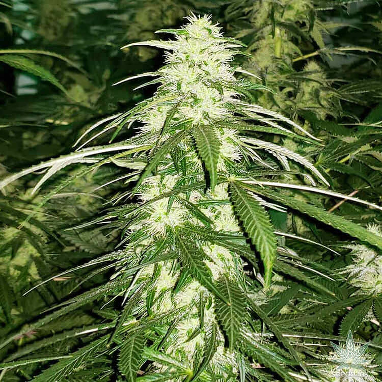 United Cannabis Seeds White Russian Feminized Leafly