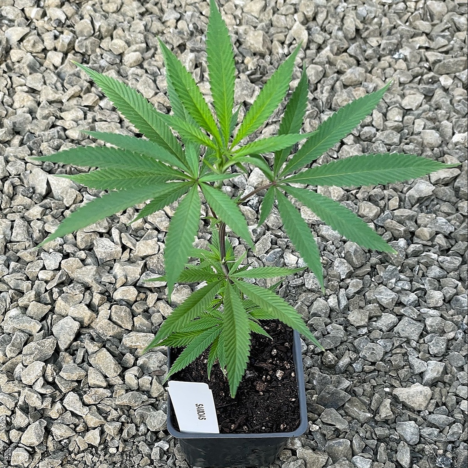 Sun Clone: Samoas Clone | Leafly