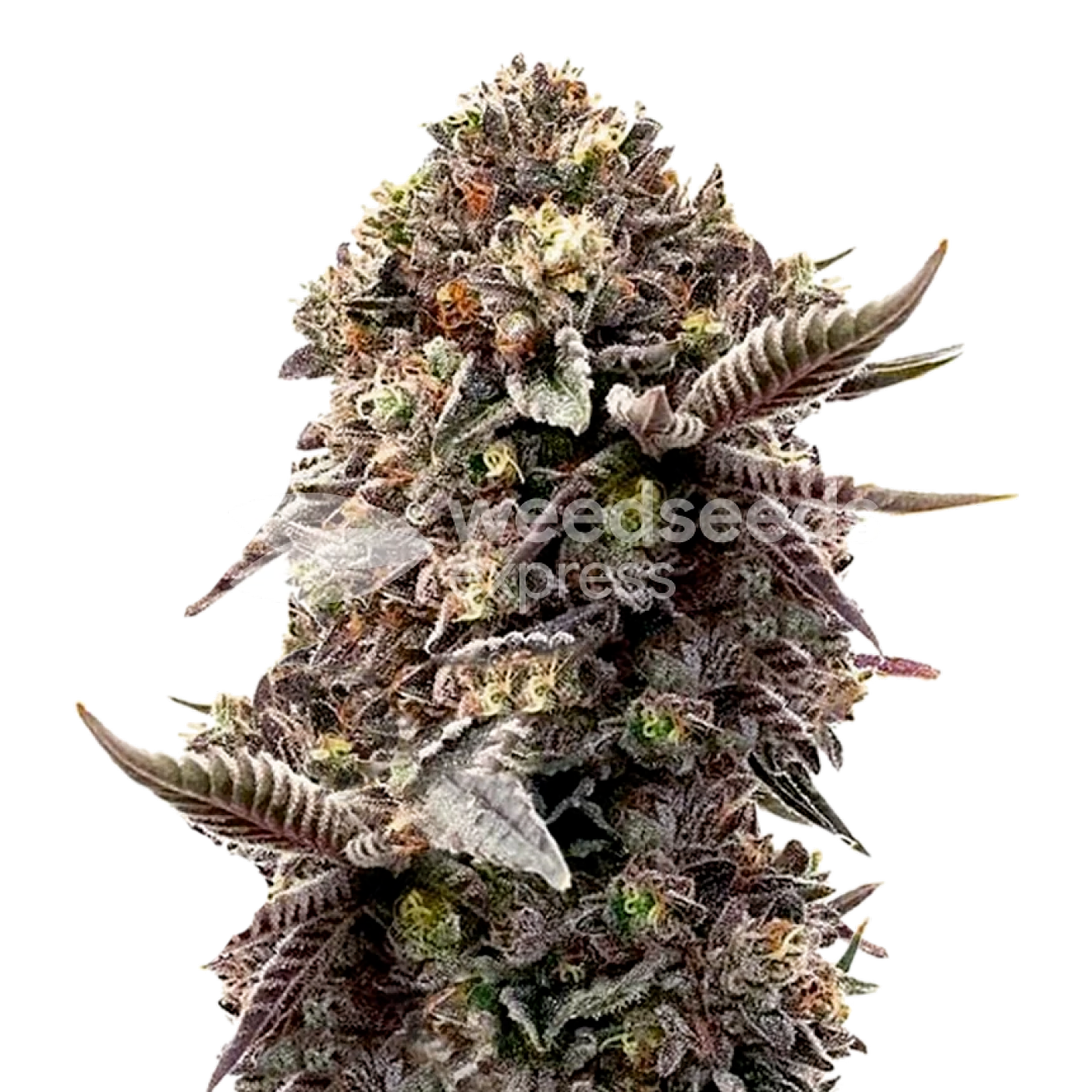 WeedSeedsExpress: Blackberry Moonrocks Autoflower Seeds | Leafly
