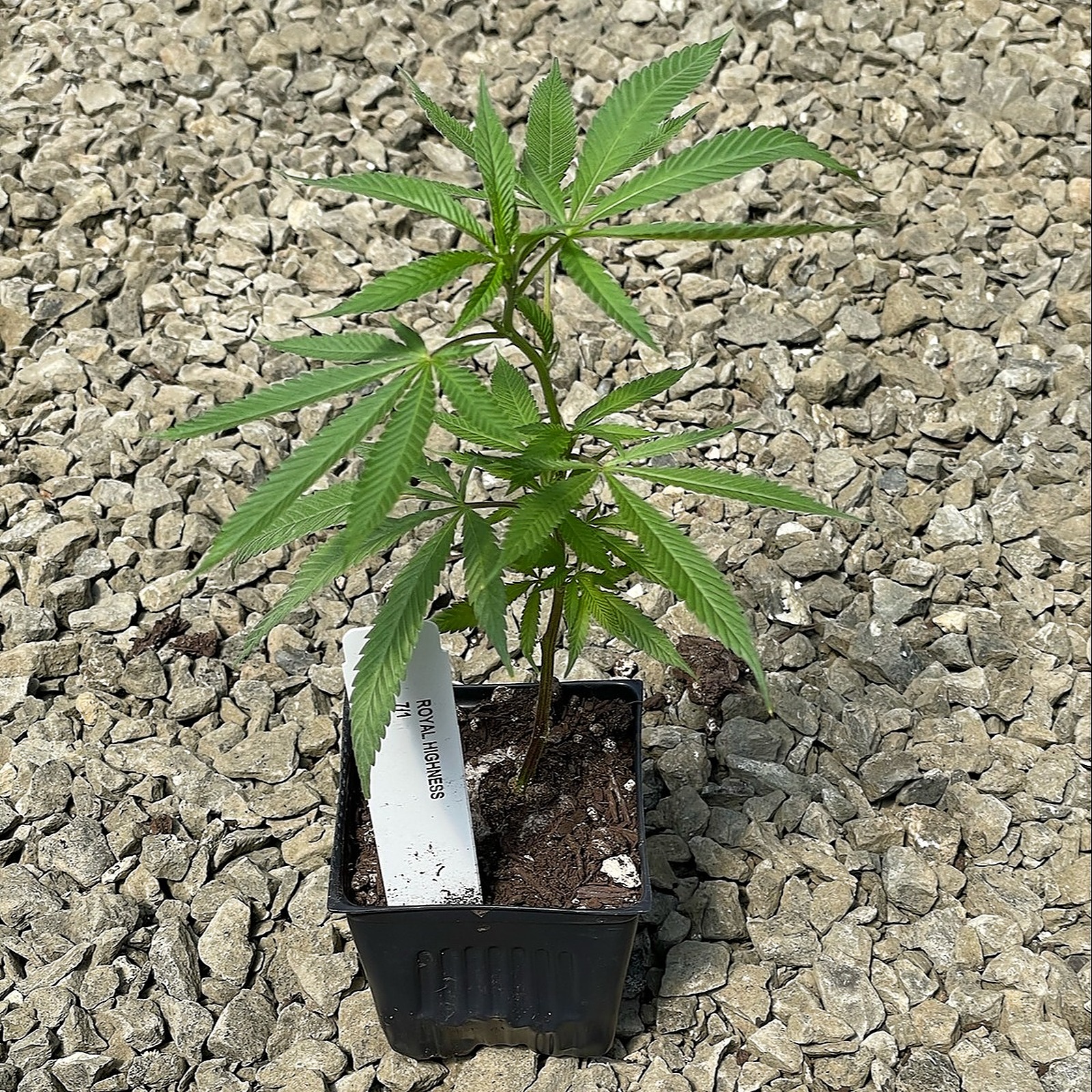 Sun Clone: Royal Highness Clone | Leafly