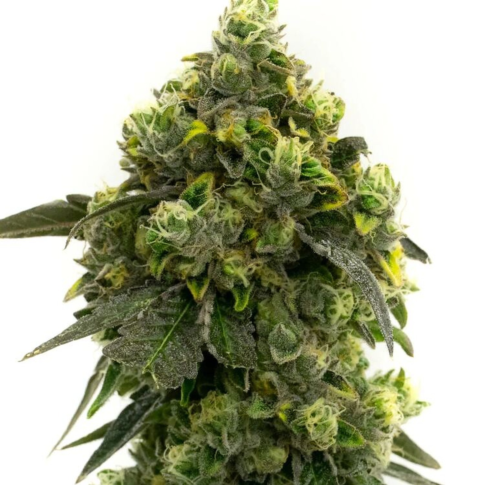 United Cannabis Seeds: Alien Technology Feminized | Leafly